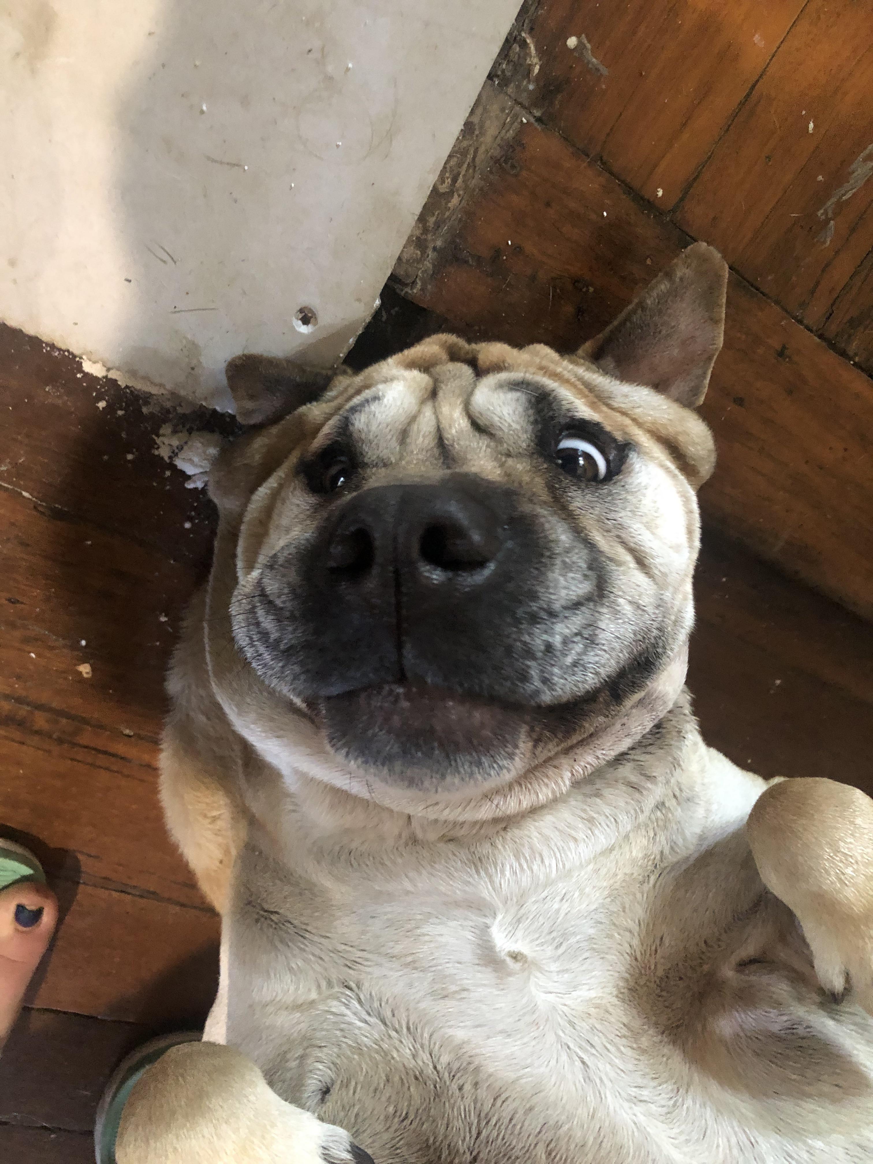 Ludo the derp | Scrolller