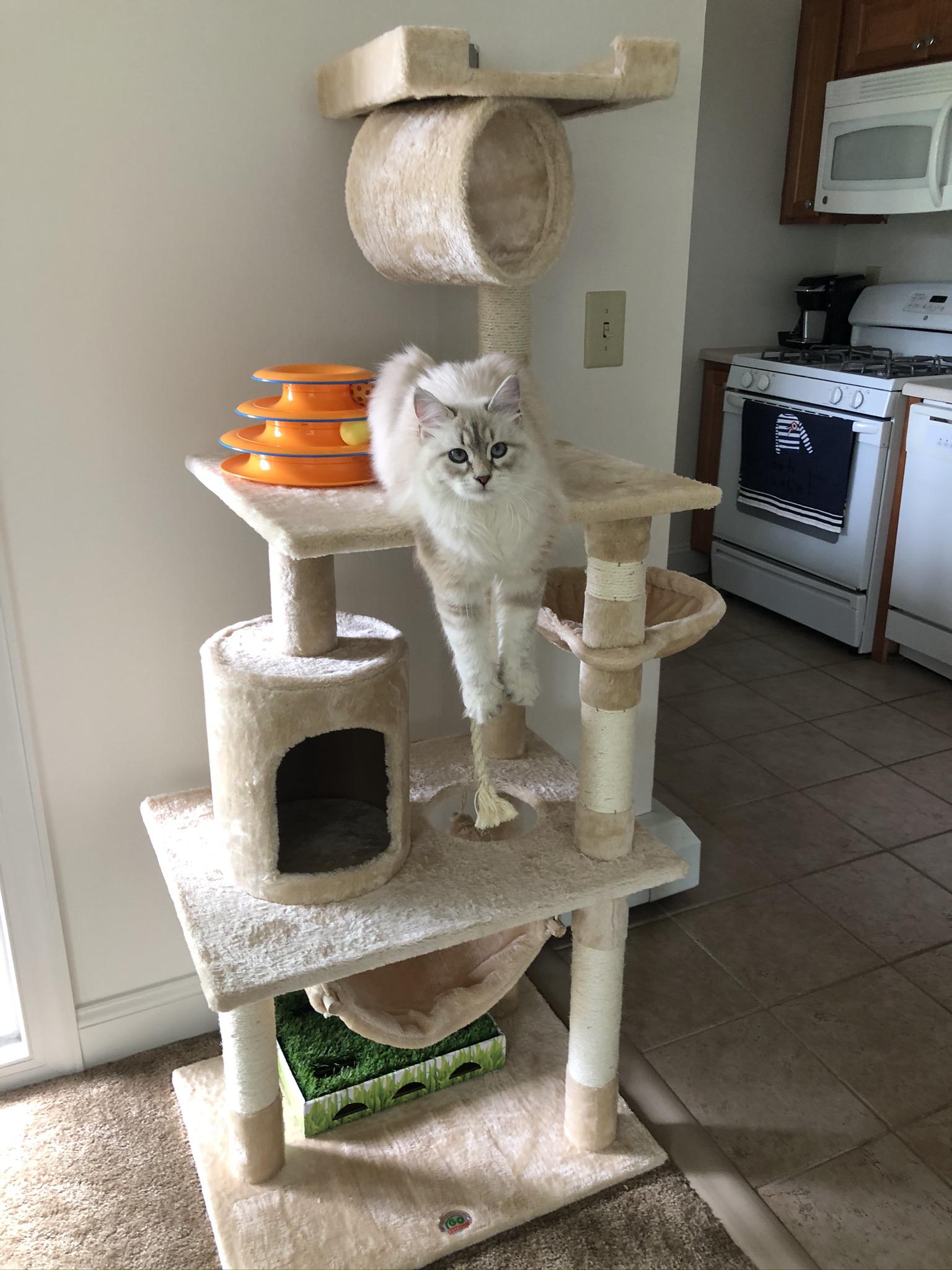 Lumi is always the best part of my day (she’s 8 months today!) | Scrolller