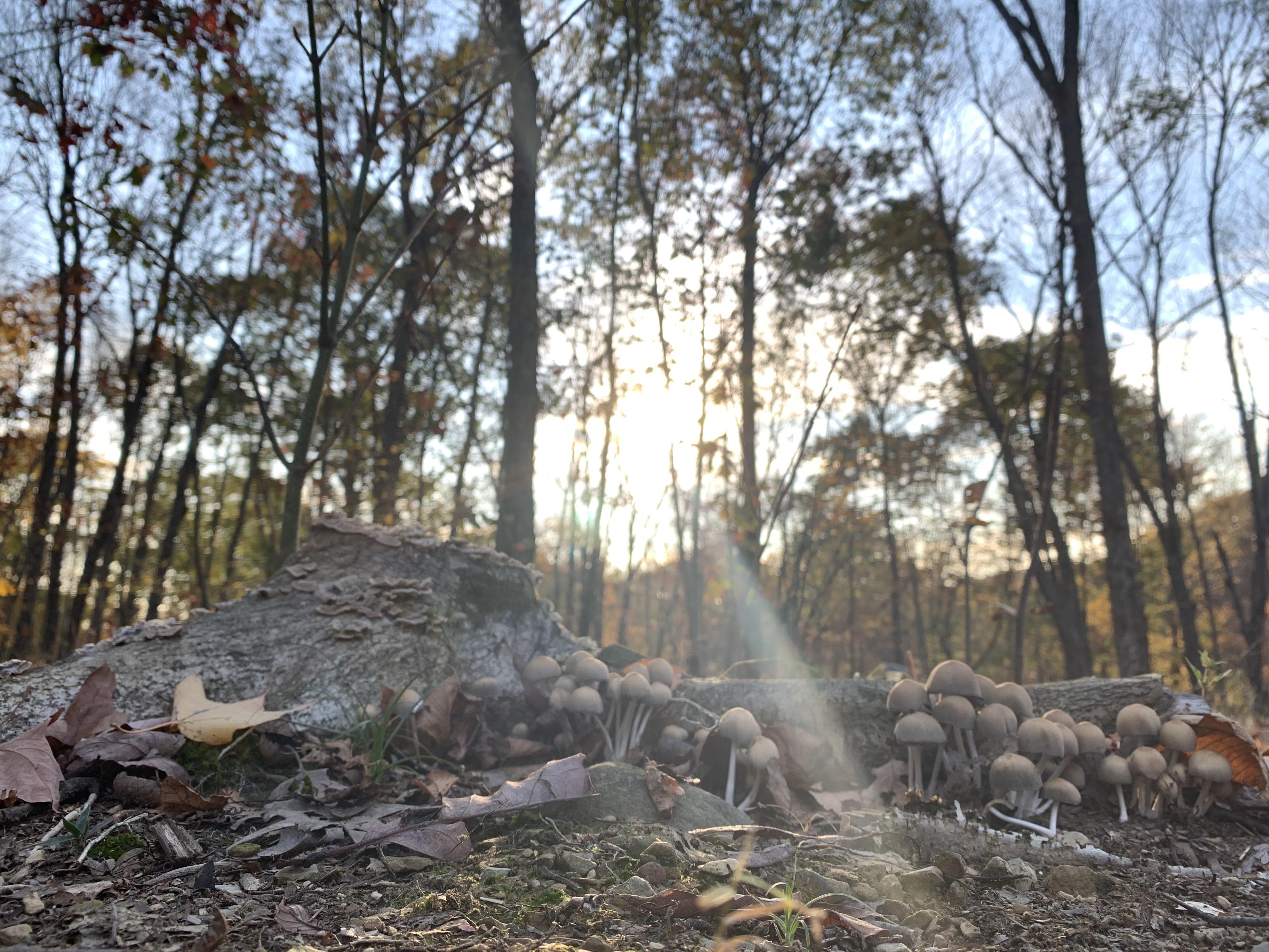 Lumps on a stump in the lazy light | Scrolller
