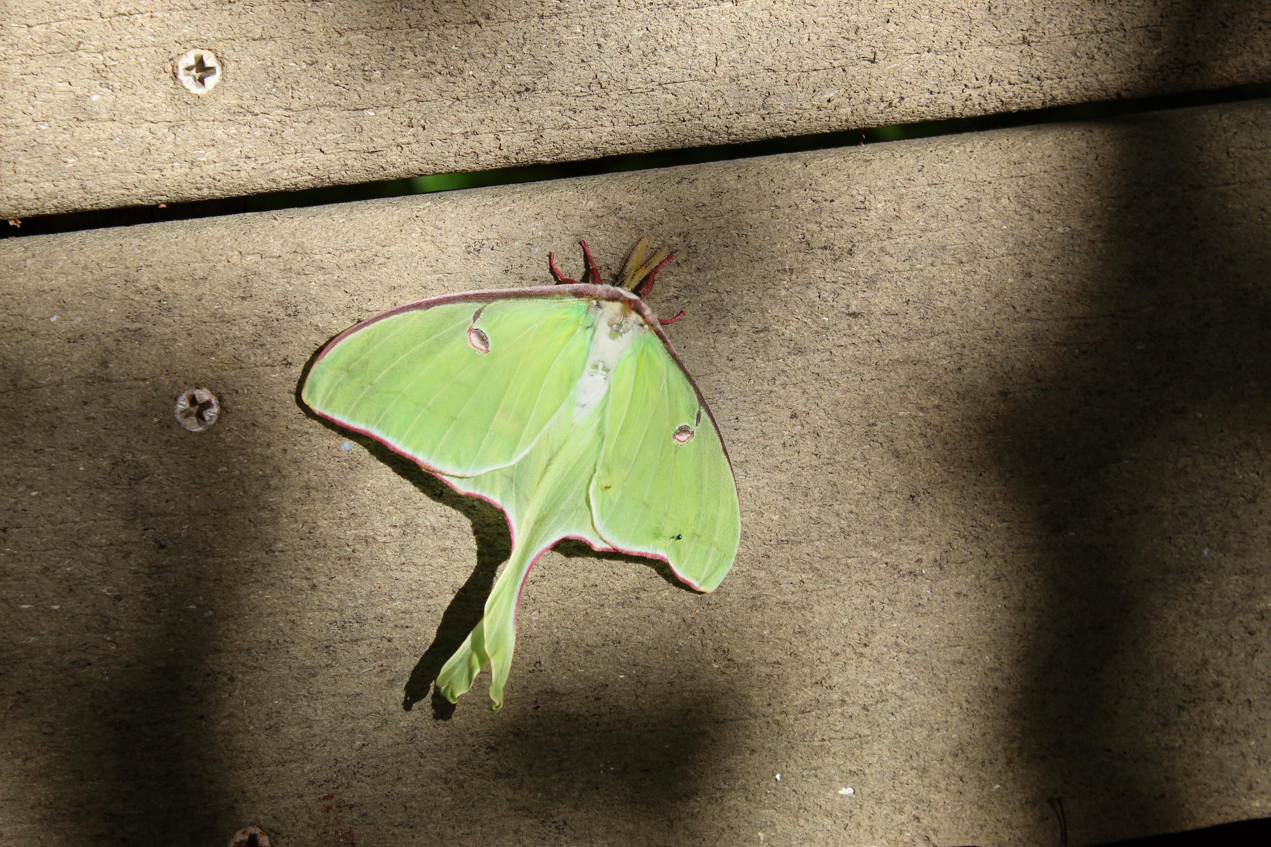 Luna moth at my home in North Carolina | Scrolller