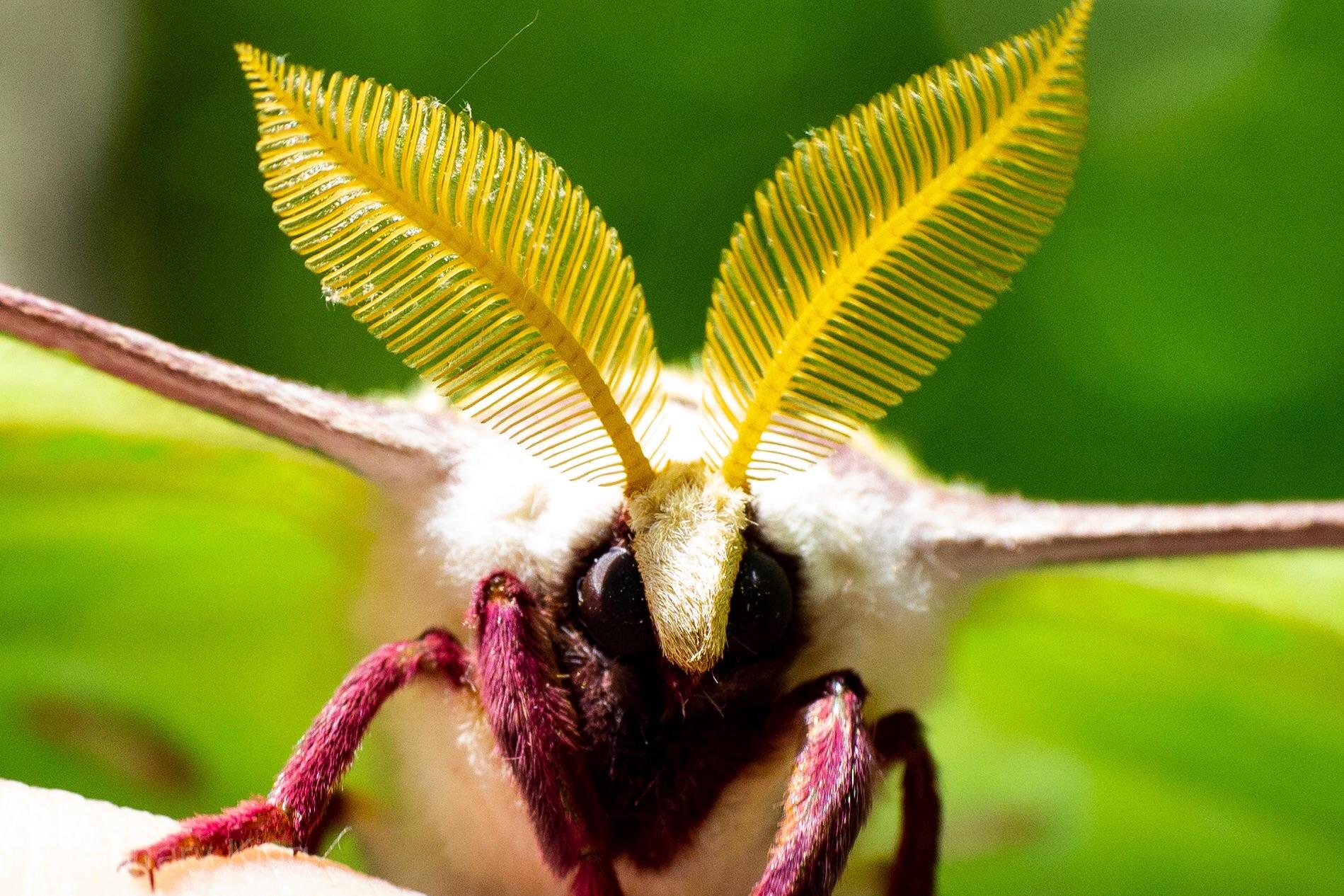 Luna Moth I photographed in Georgia | Scrolller