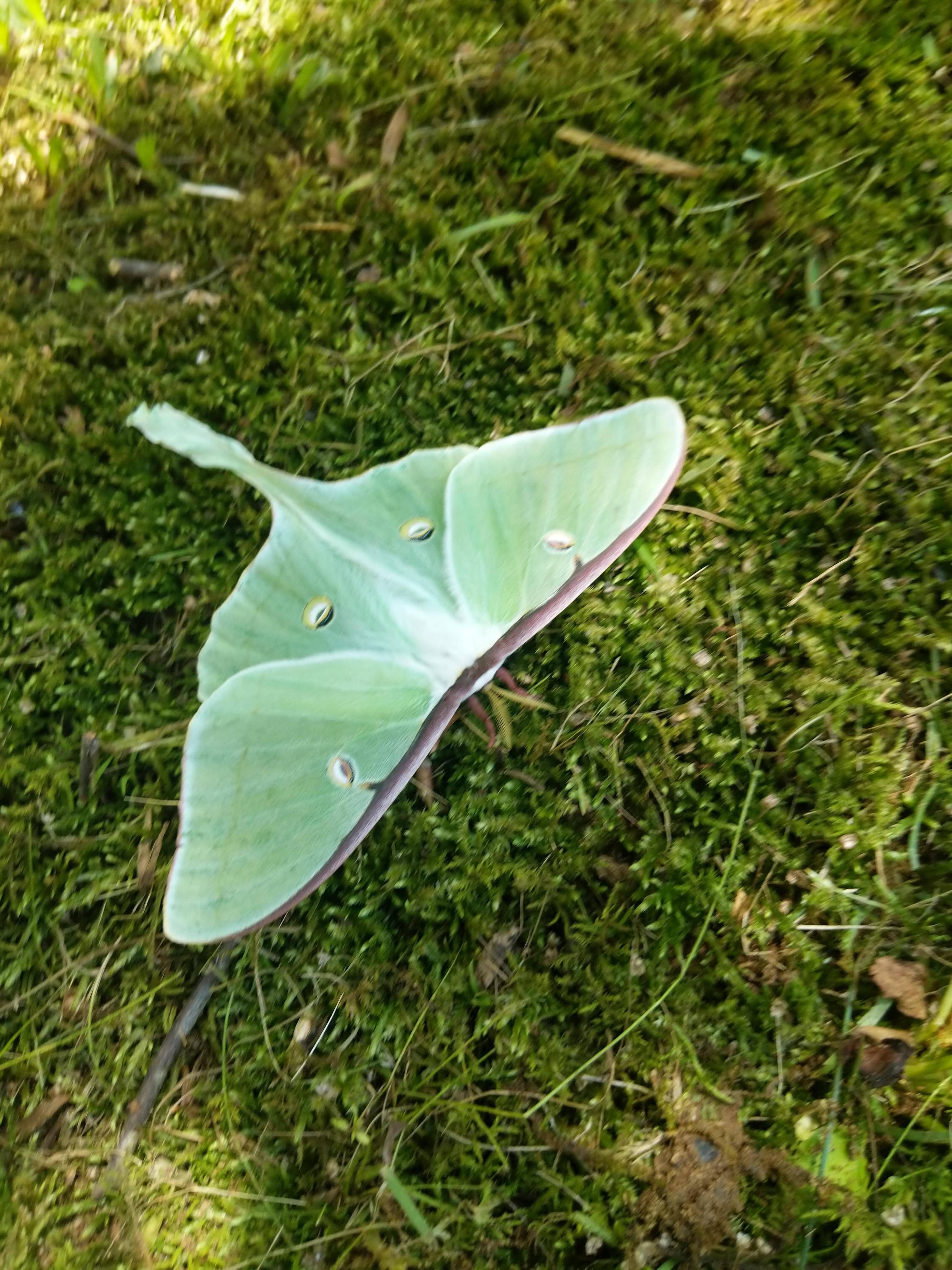 Luna Moth in my yard | Scrolller