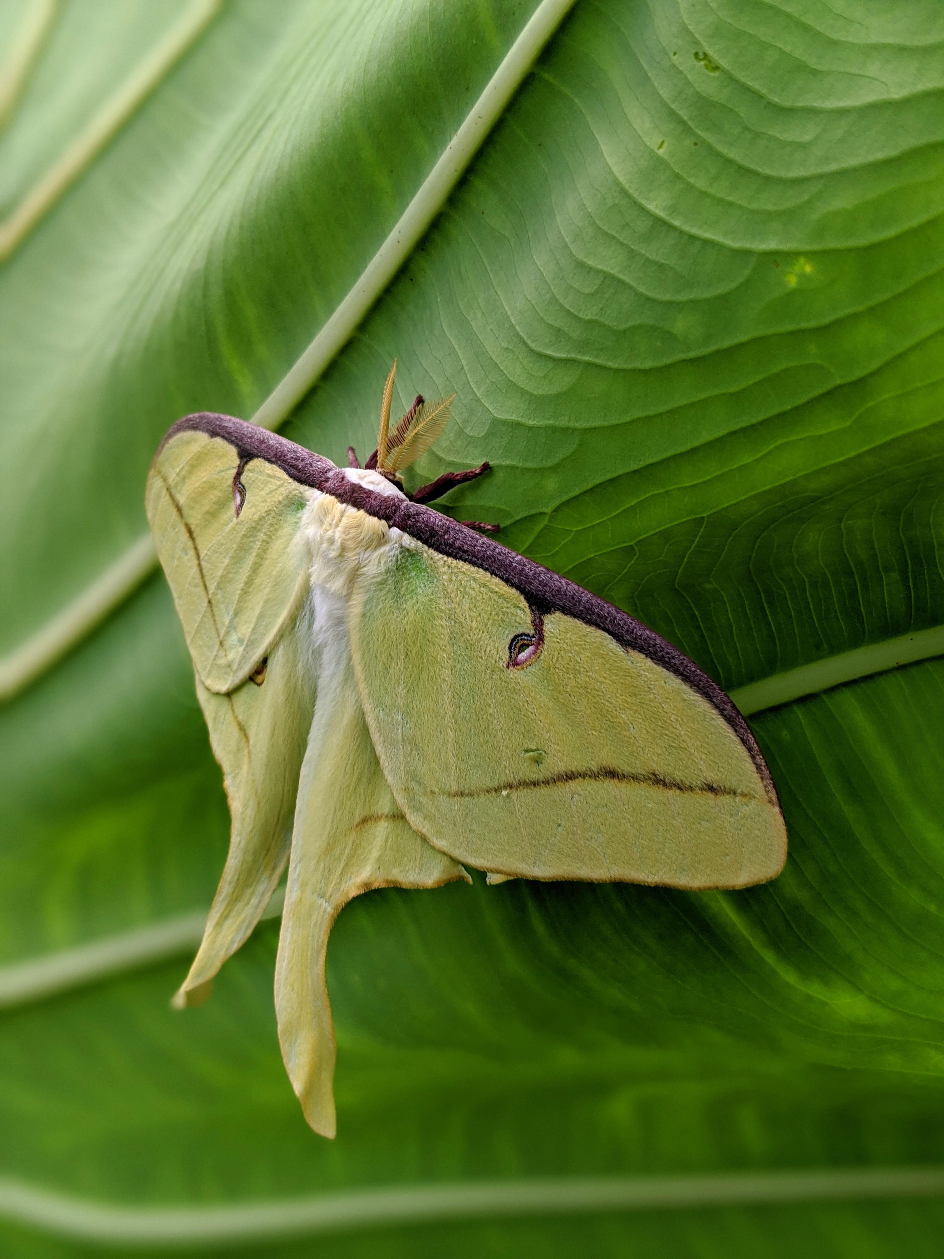 Luna moth. Pixel 4xl, portrait | Scrolller