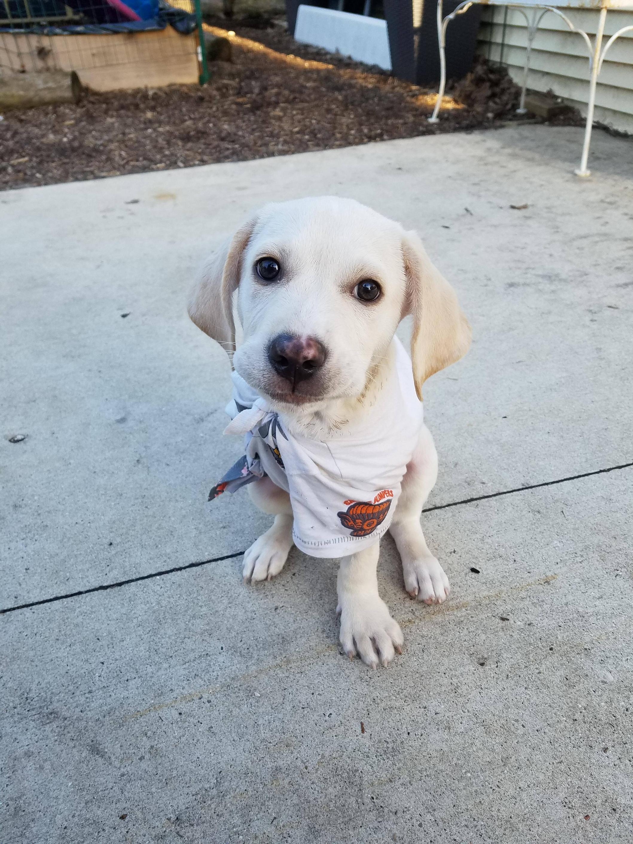 Luna: the three legged rescue puppy! | Scrolller