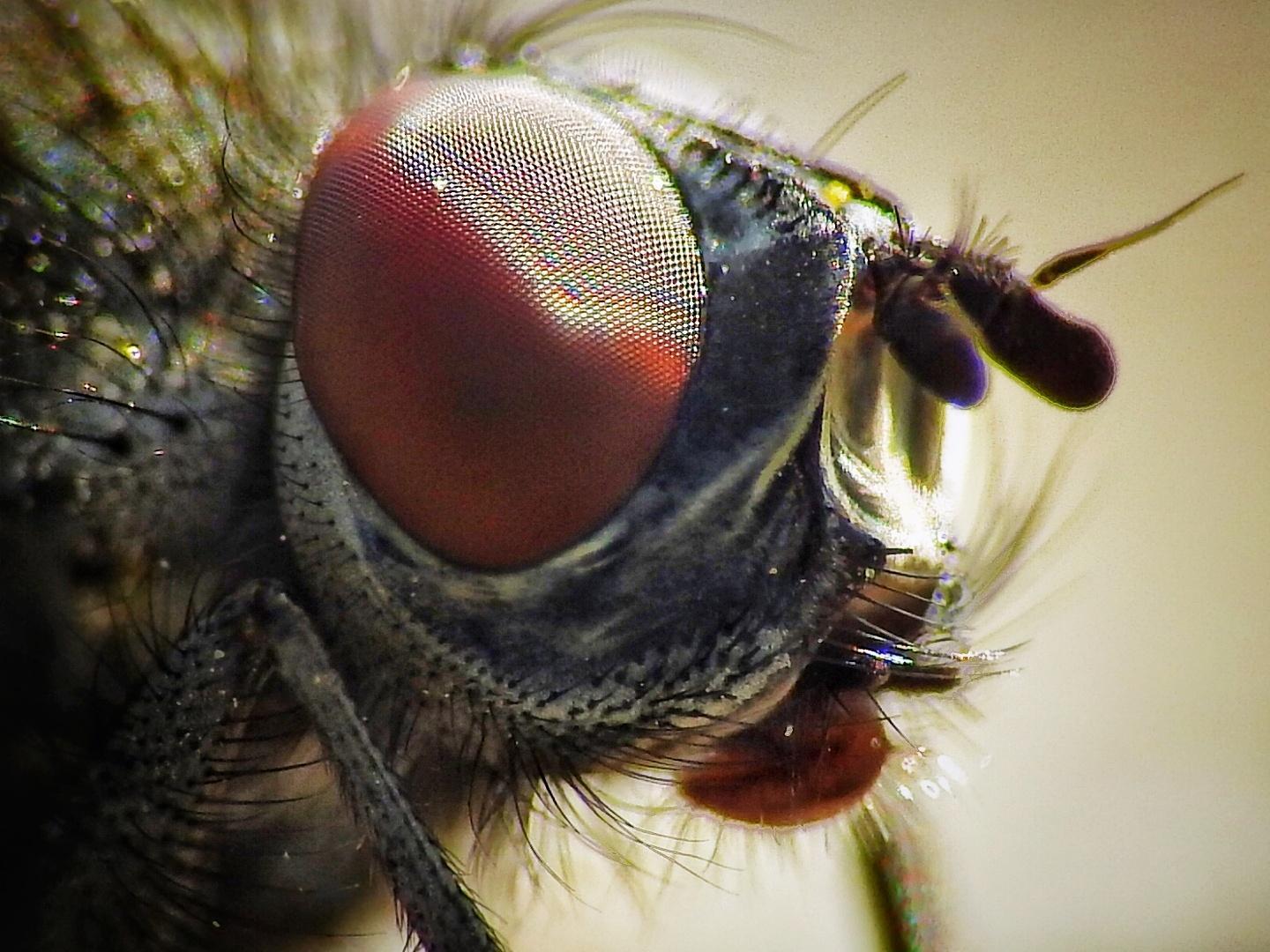 Macro Raynox Nikonp900 | Scrolller