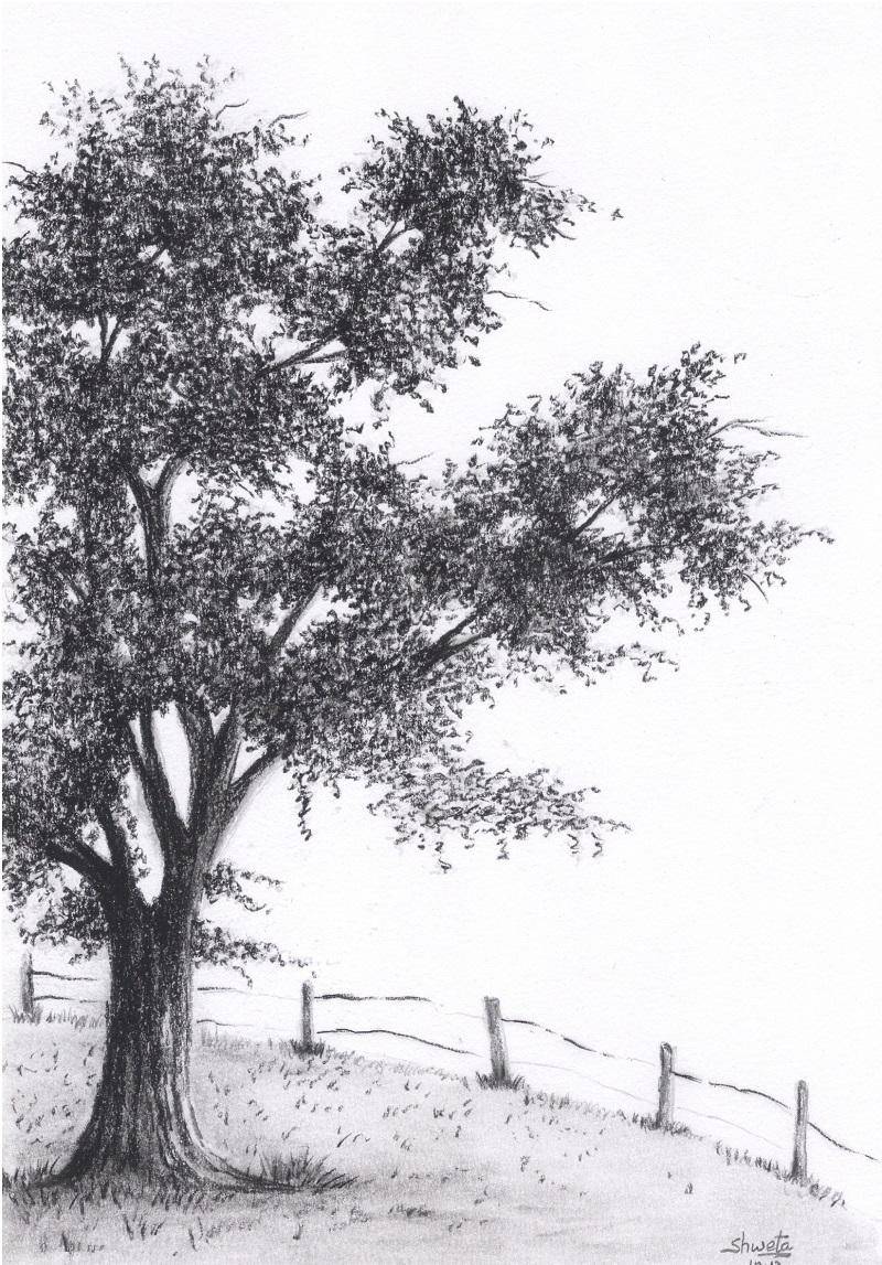 Made a graphite drawing of an olive tree | Scrolller