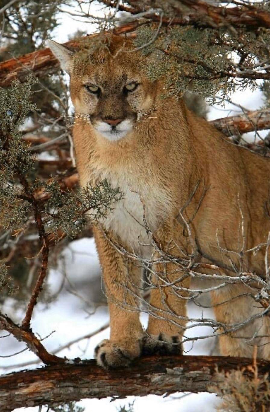 Magnificent Mountain Lion | Scrolller