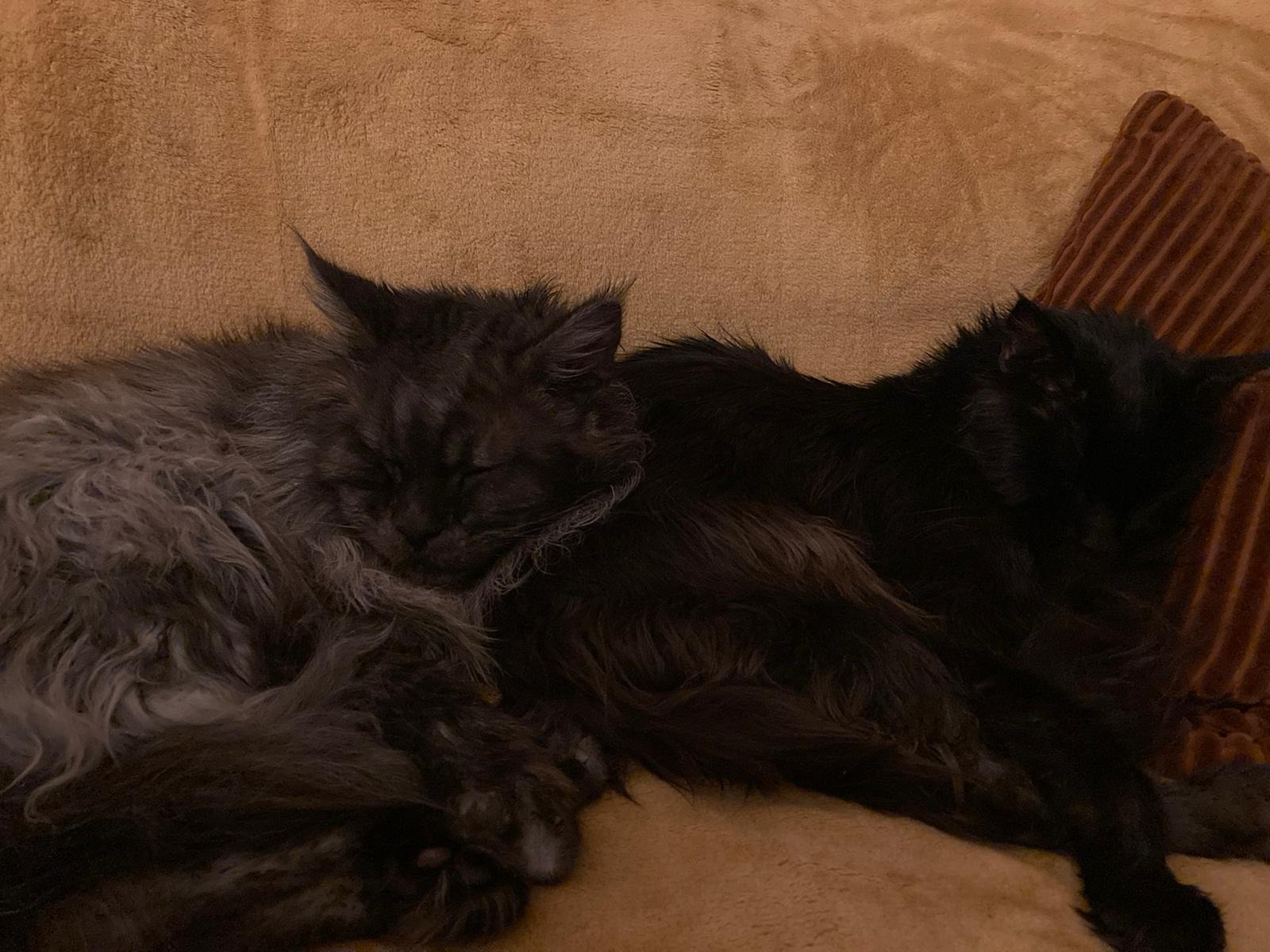 Maine Coon Brothers