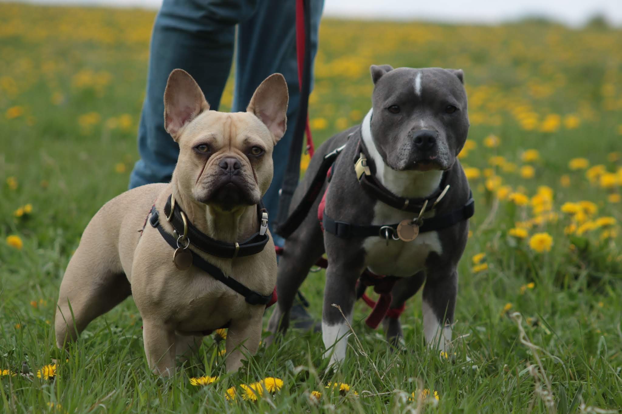 Maisie (Fawn Frenchie) with her older brother Stanley (Staffordshire BT). | Scrolller