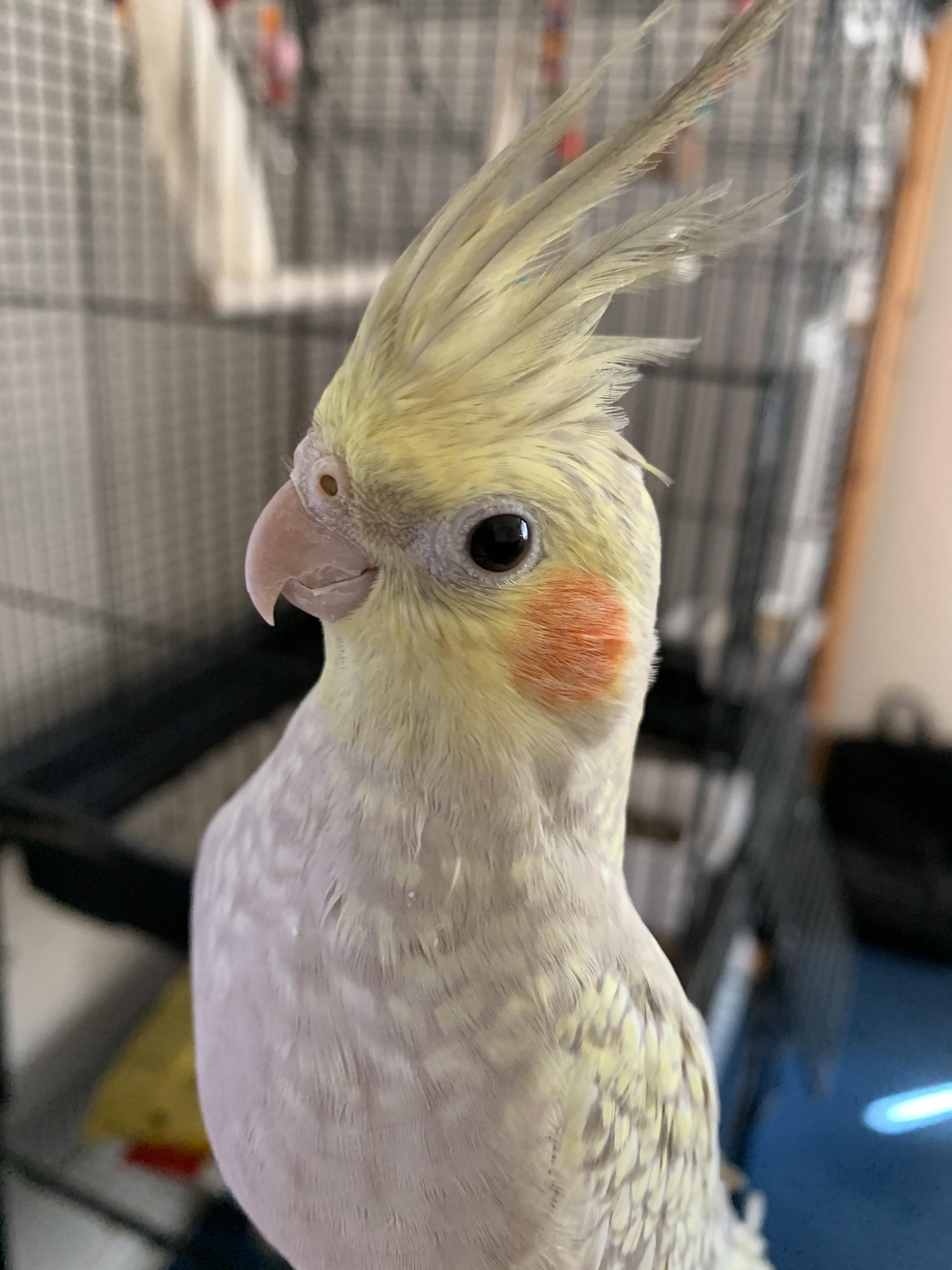 Majestic Birb | Scrolller