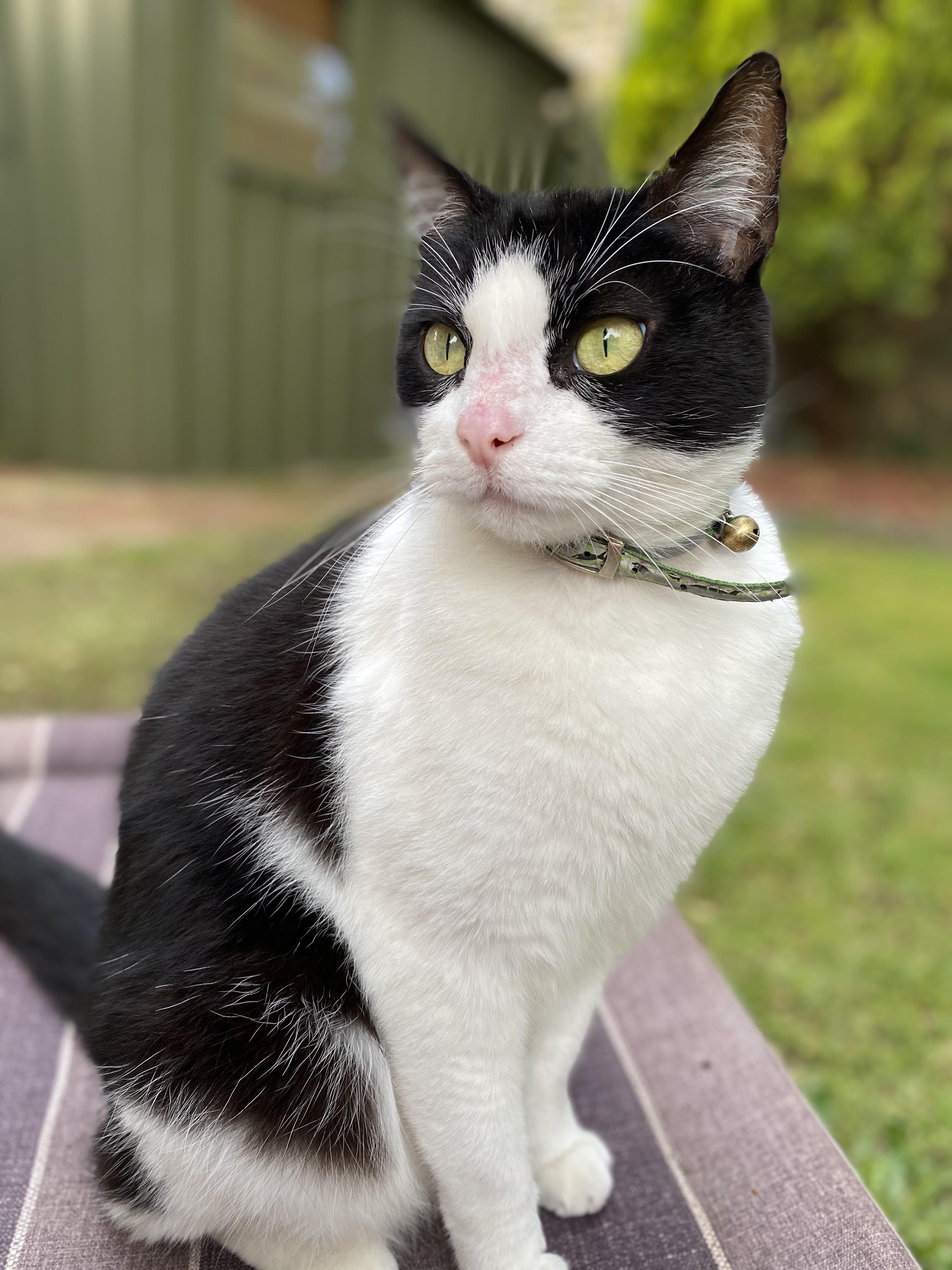 Majestic | Scrolller