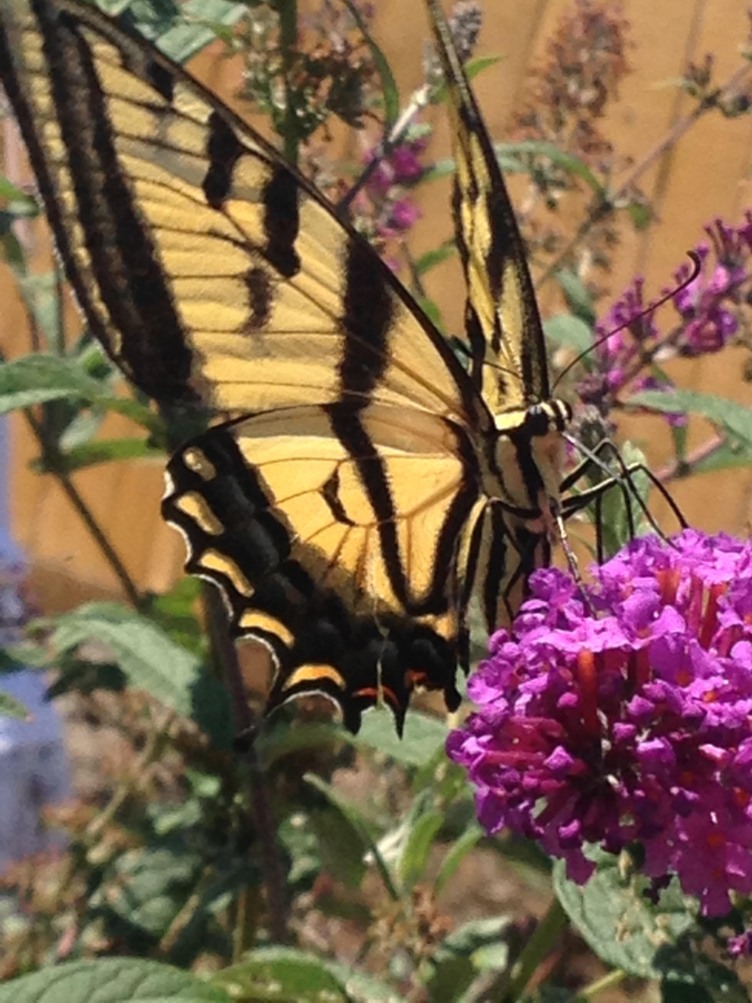 Majestic | Scrolller