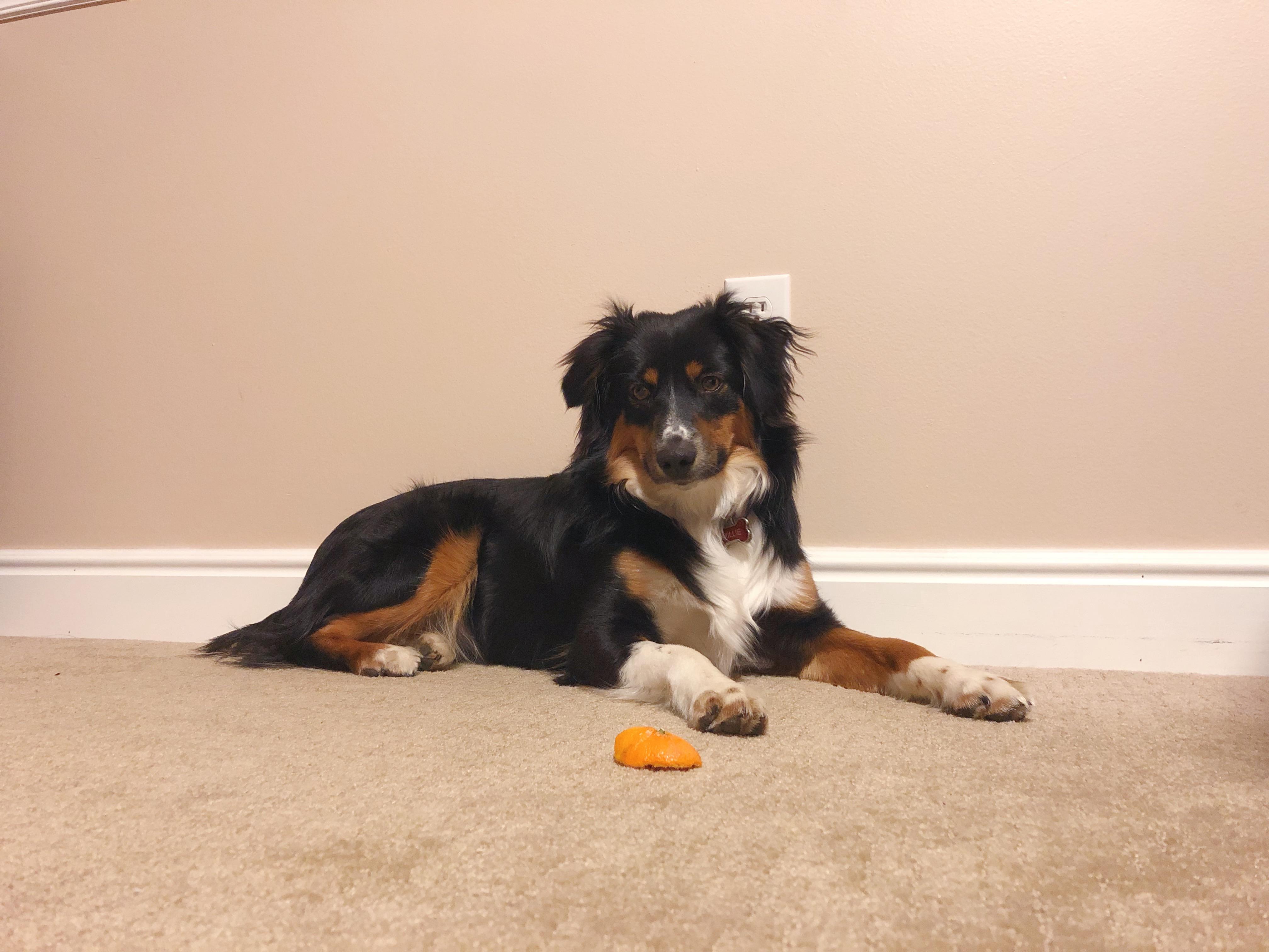 Majestic pup and her orange peel | Scrolller