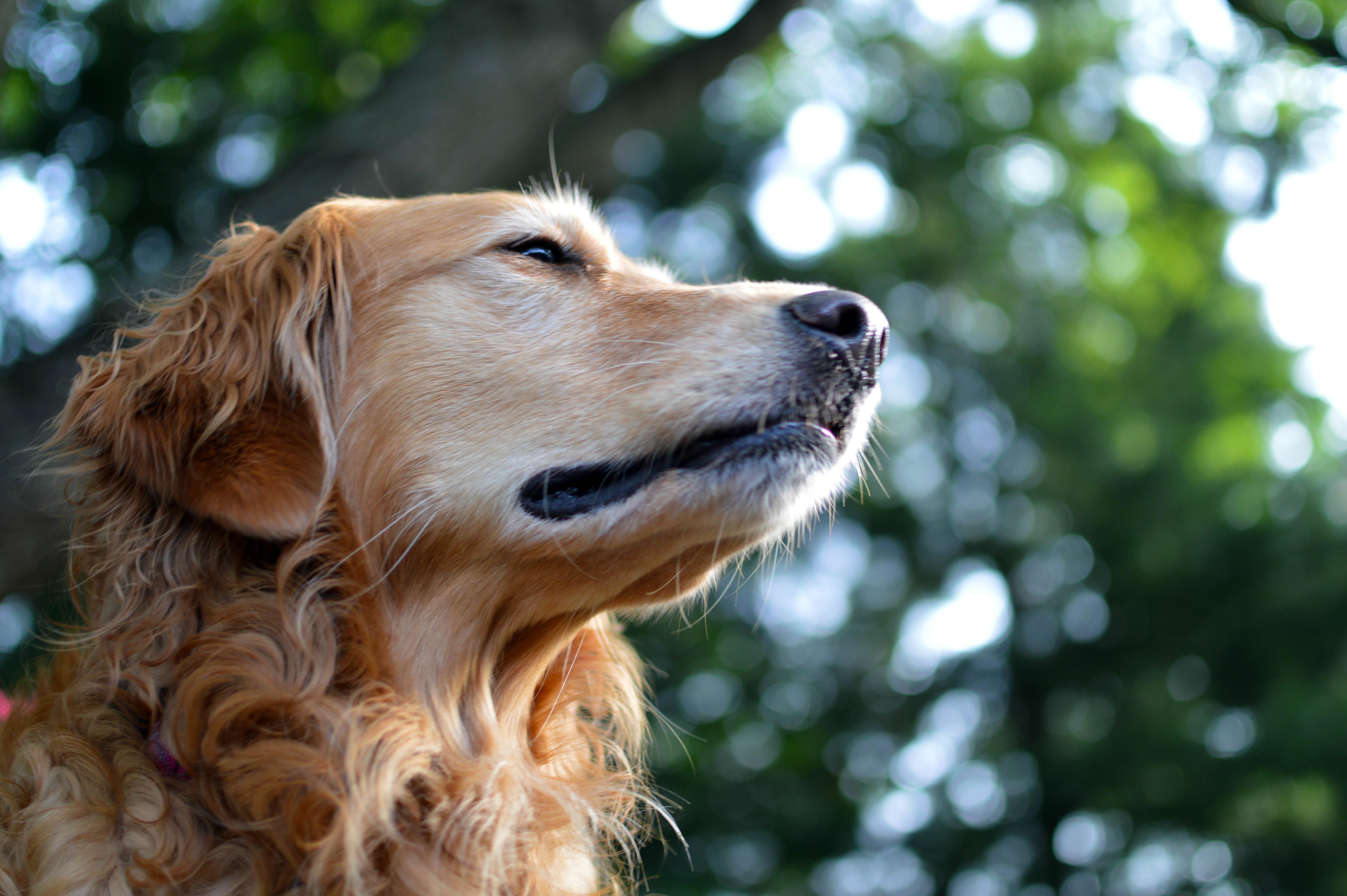 Majestic Sugar Face. | Scrolller