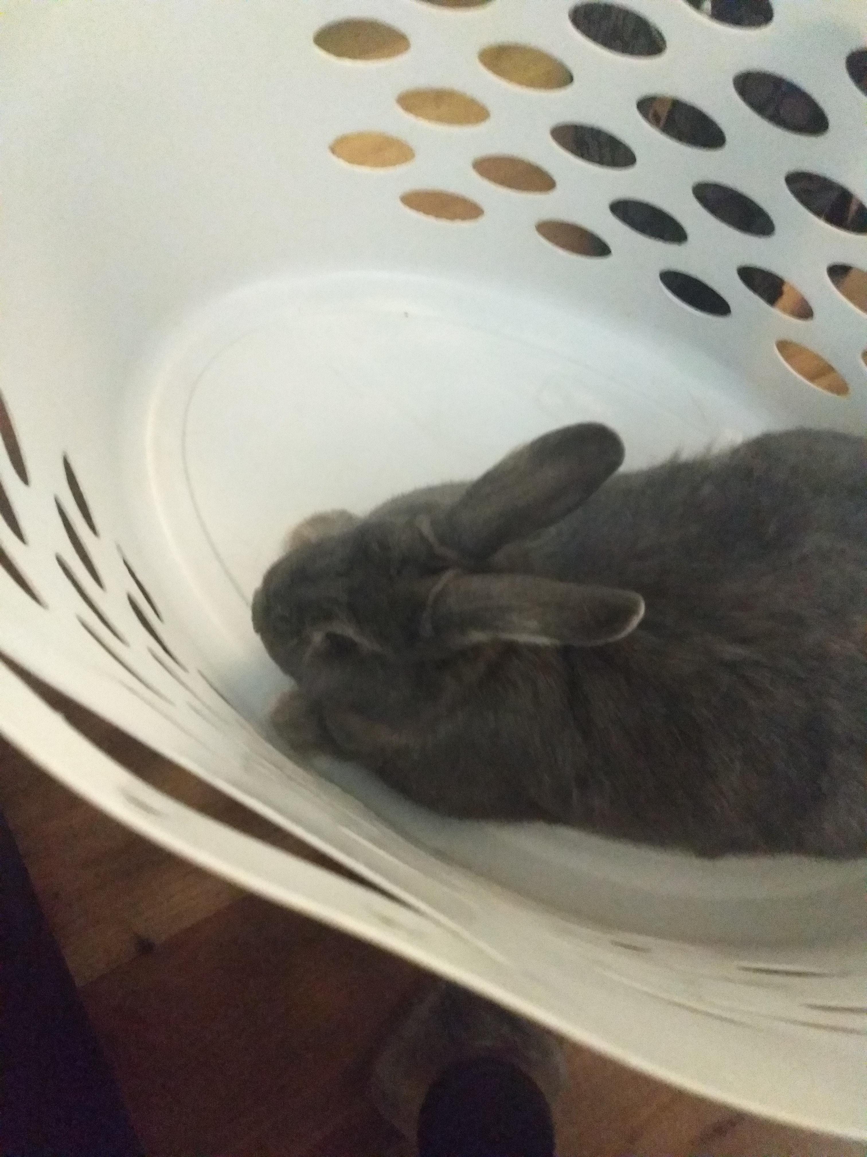 Major chonker | Scrolller