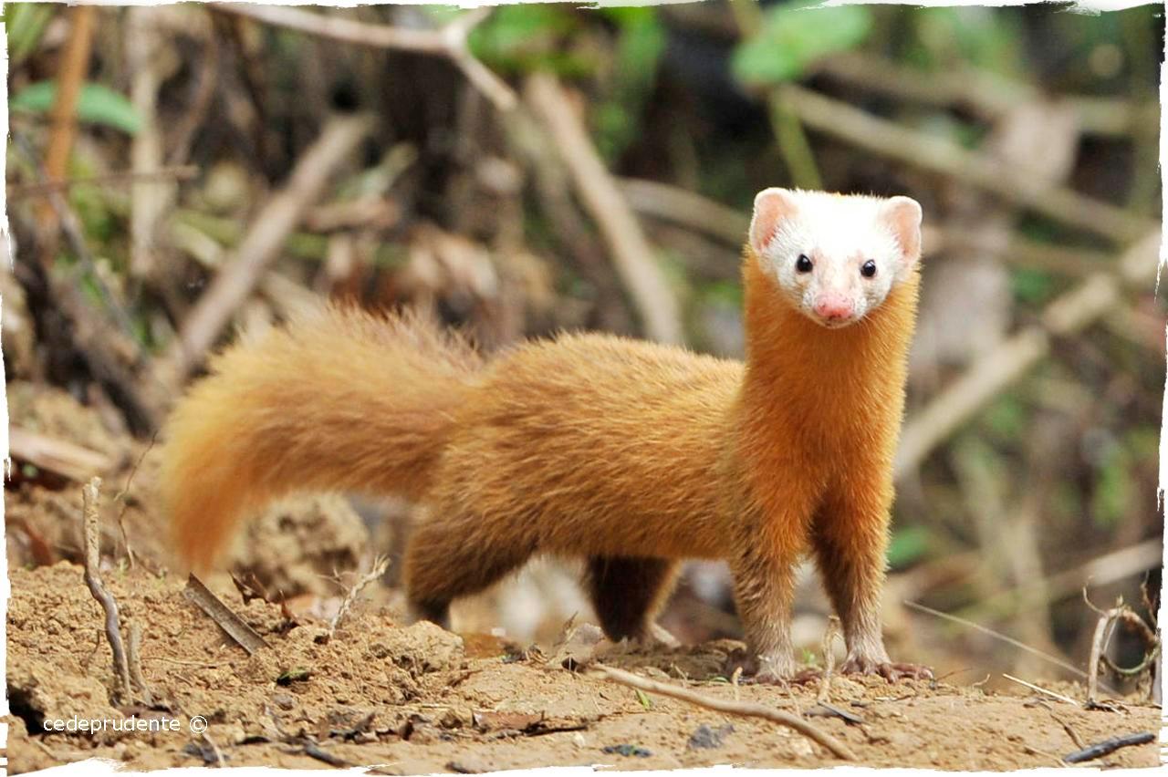 Malayan Weasel | Scrolller