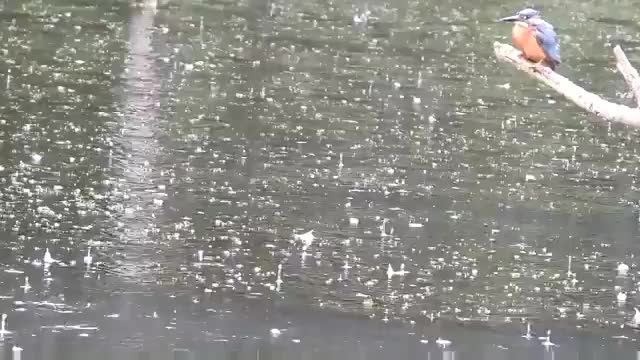 🔥 Male Kingfisher taking a dip | Scrolller