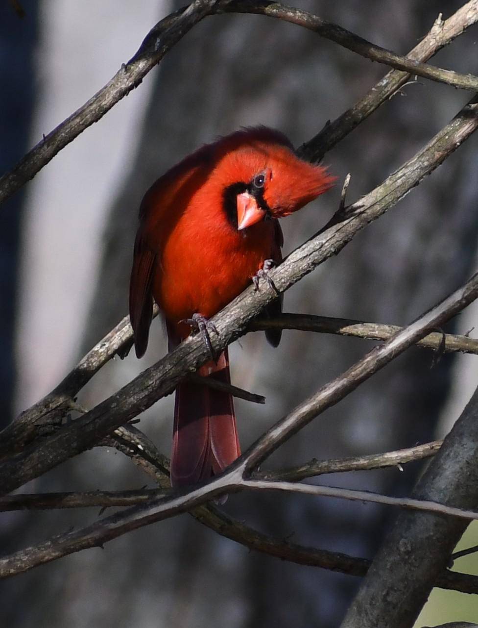 Male Northern Cardinal | Scrolller