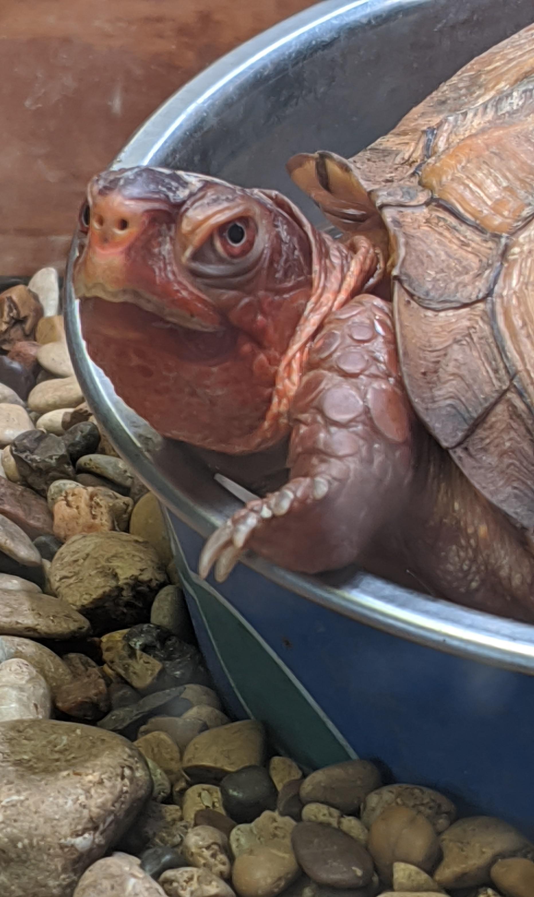 Male or female box turtle ? | Scrolller