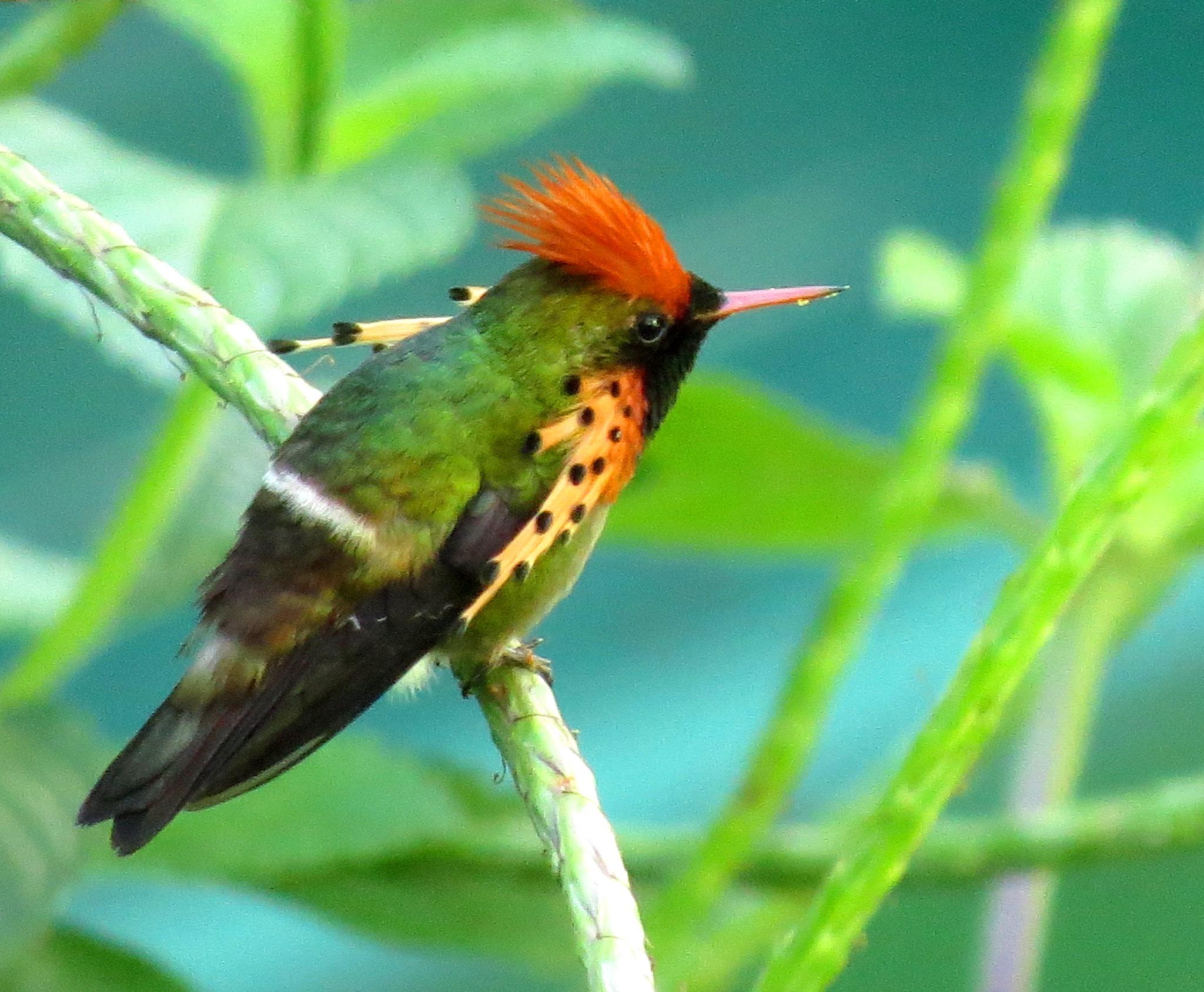 Male tufted coquette I photographed in Trinidad. | Scrolller