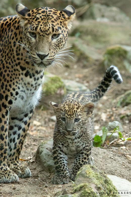 Mama Leopard And Cub | Scrolller