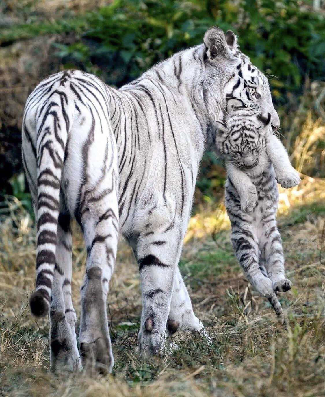 Mama Tiger Carrying Cub | Scrolller