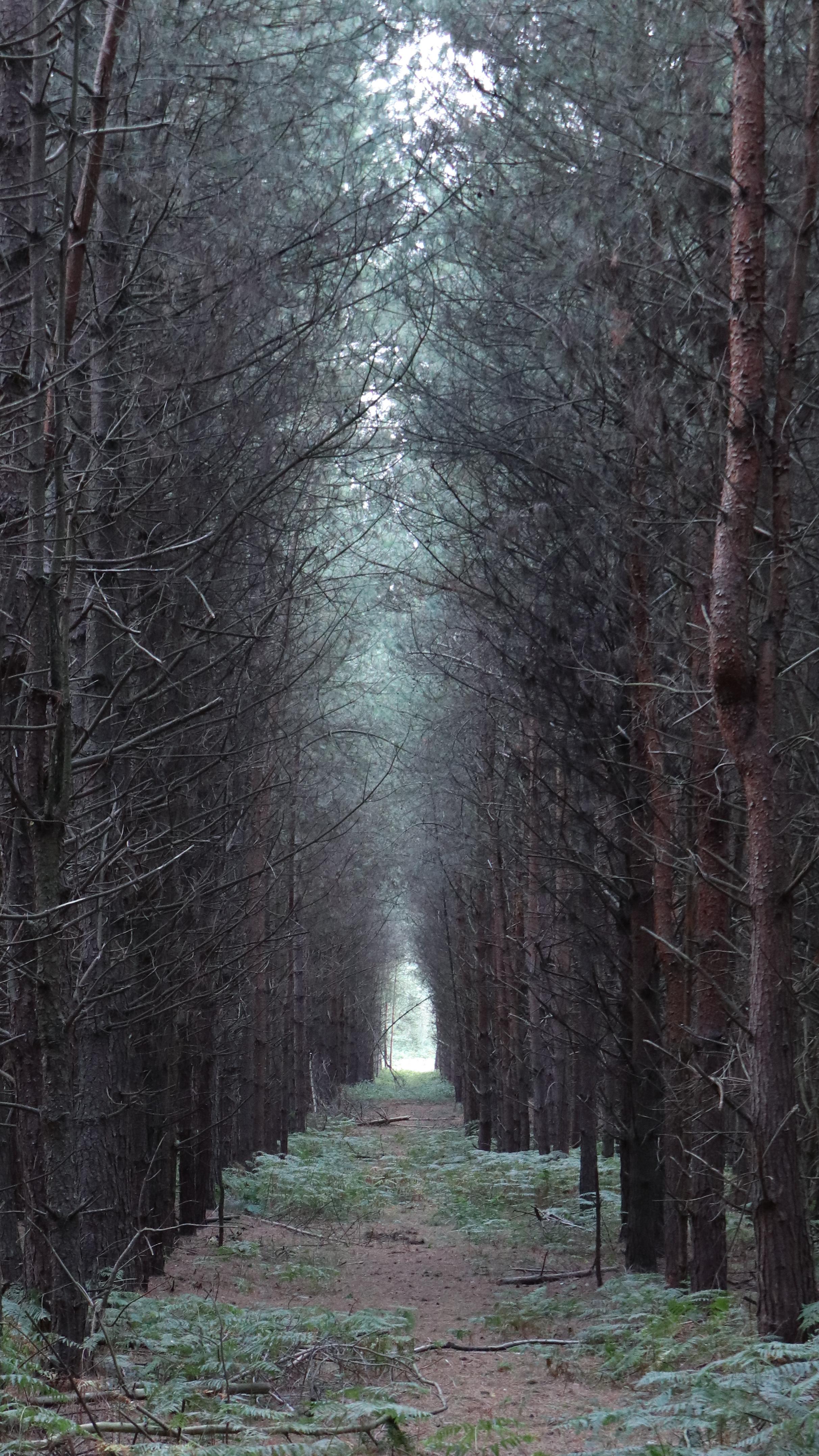 Man made forest in sleepy Suffolk, England - shot on canon eos m100 | Scrolller