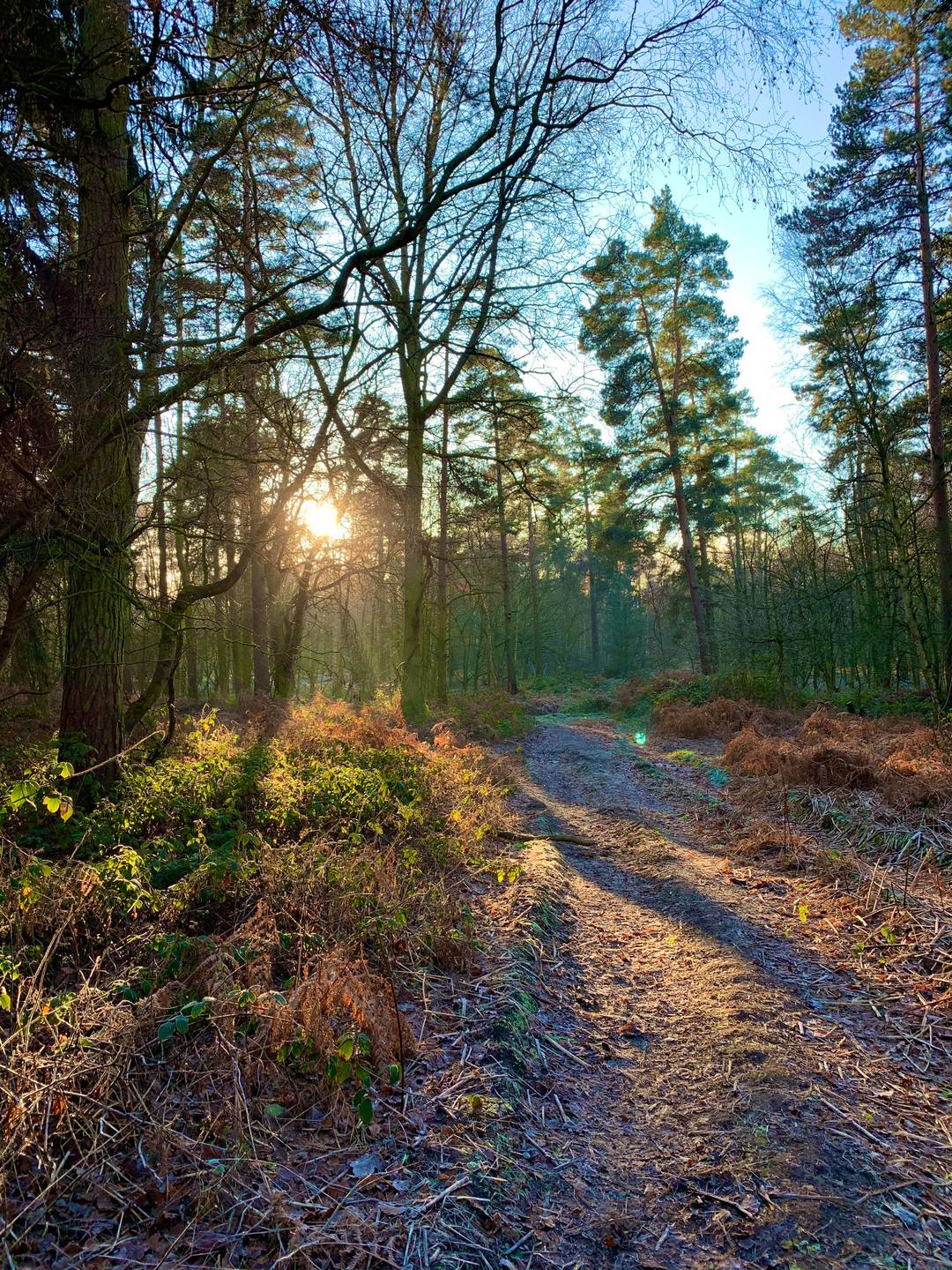 Managed to catch the sun rays | Scrolller