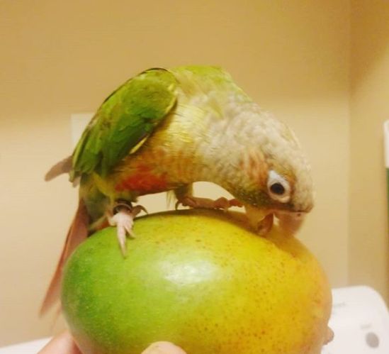 Mango Birb | Scrolller