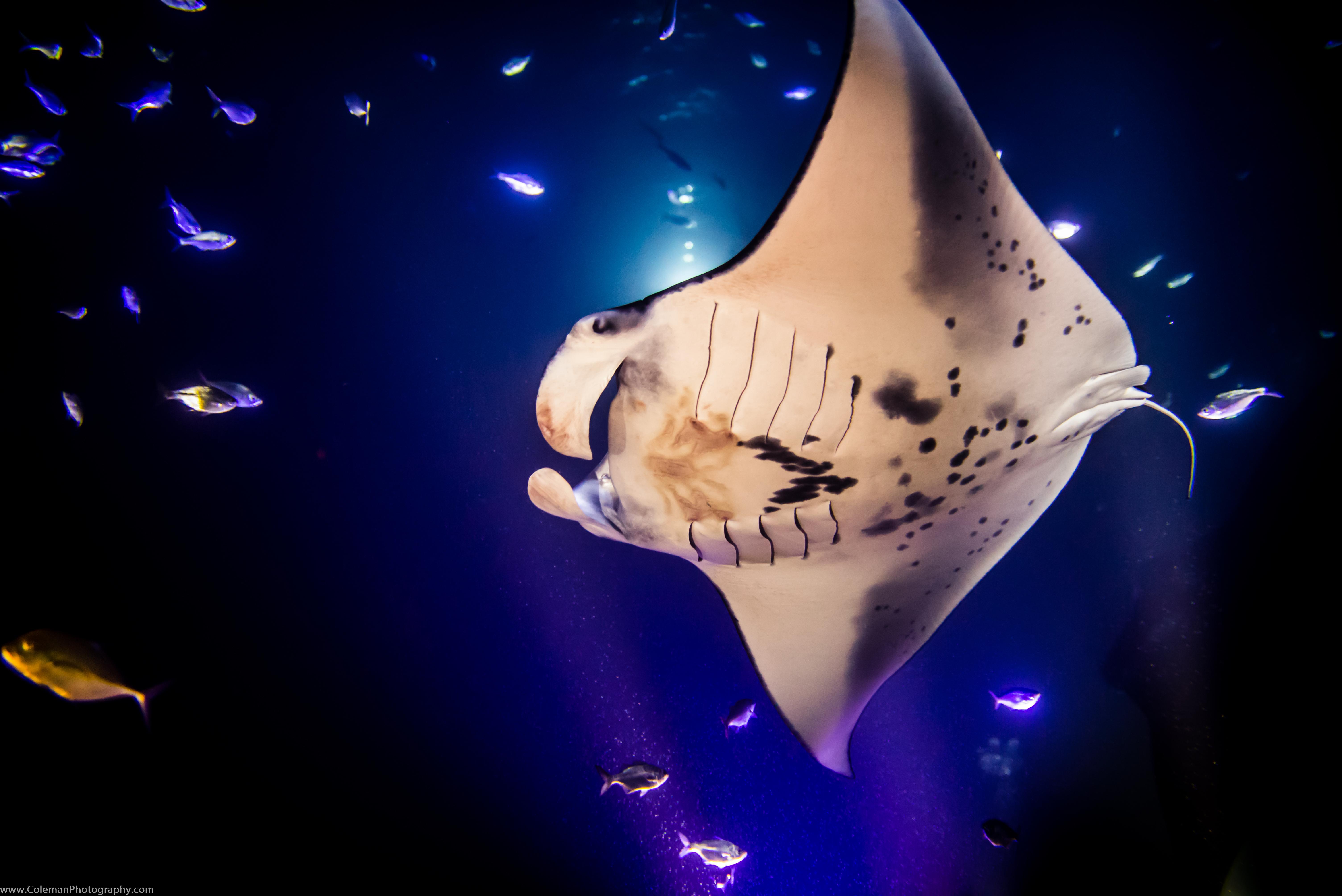 Manta Ray Night Dive Kona Hawaii 2016 6000x4016 [OC] | Scrolller