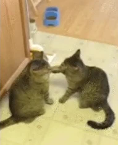 Many high fives given (x-post r/aww) | Scrolller