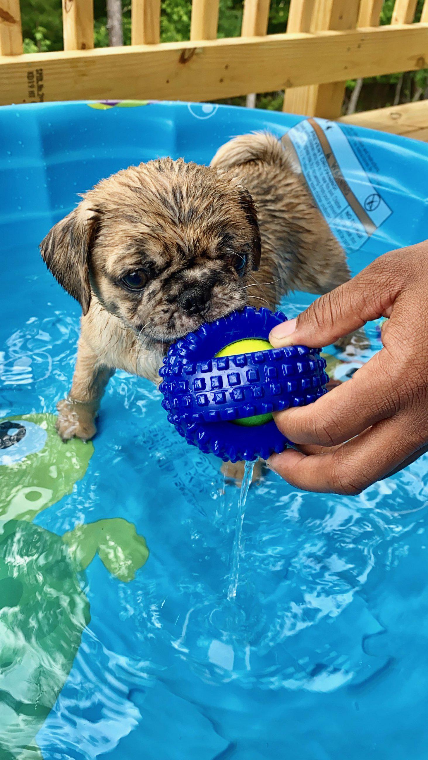 Maple's first pool experience. | Scrolller