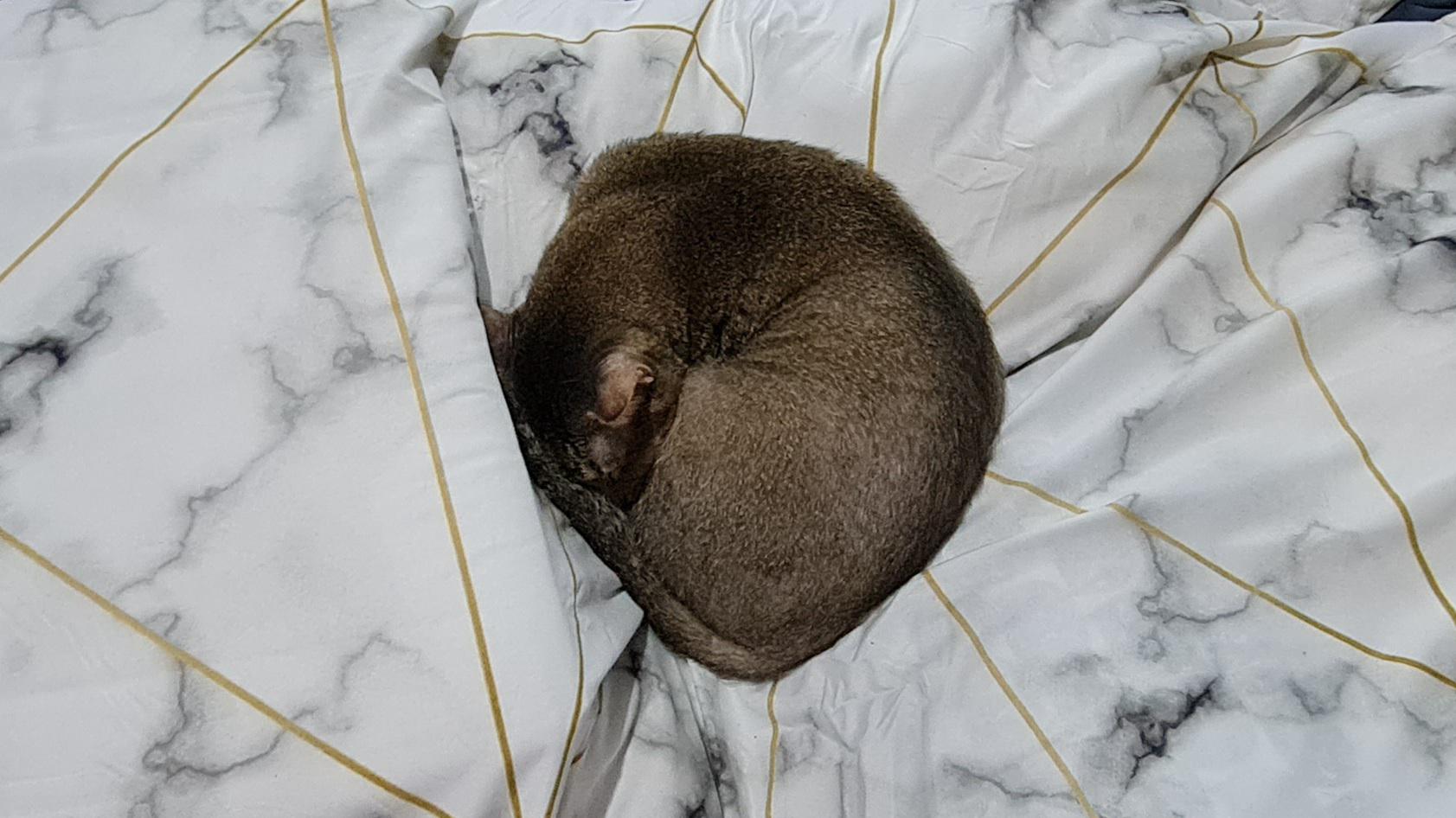 marBALLed in my new sheets. | Scrolller