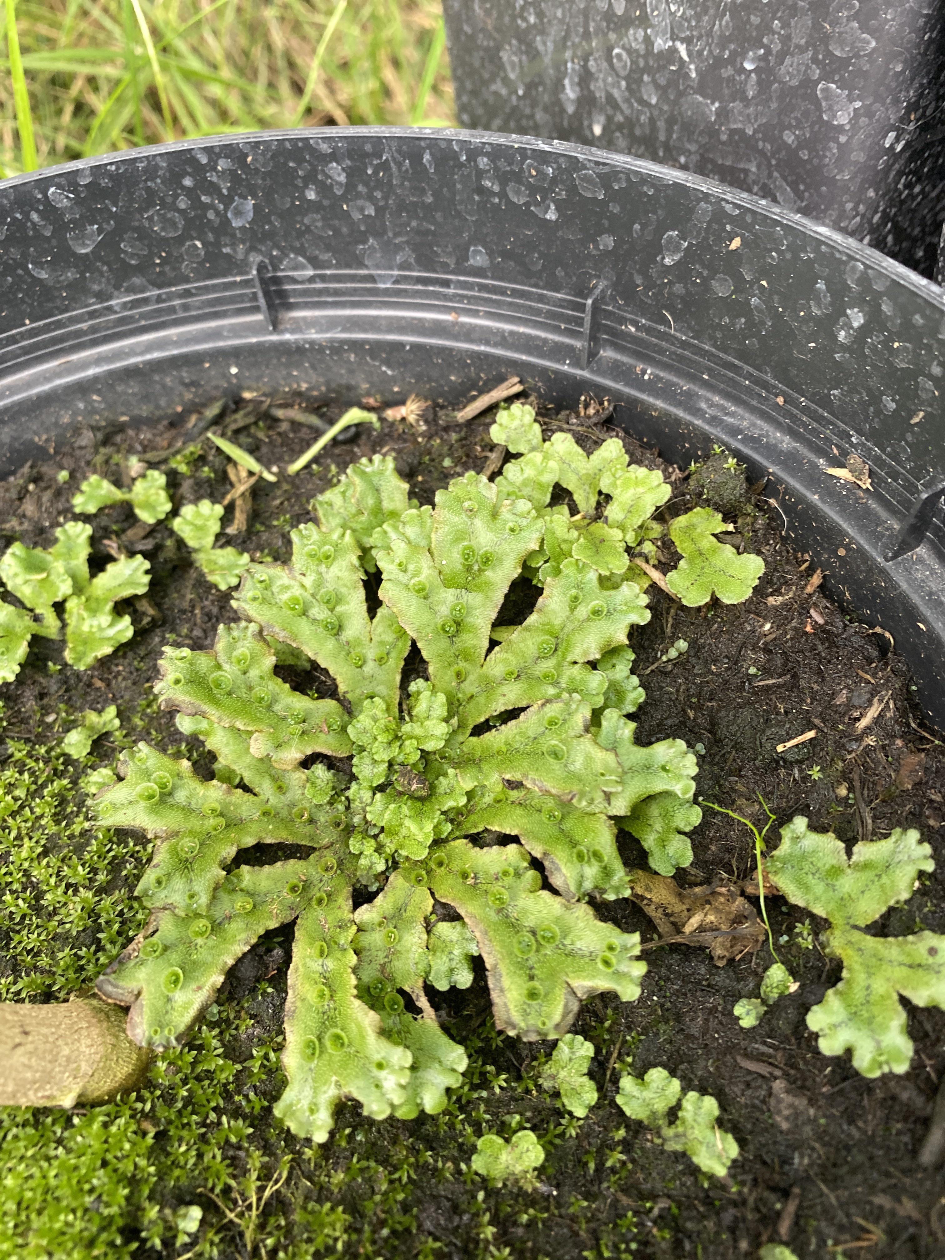 Marchantia polymorpha growing with my pepper plant | Scrolller