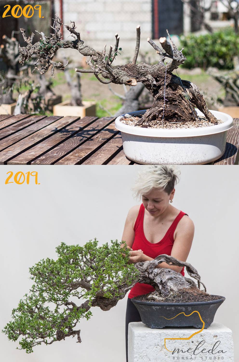 Marija Hajdic's - Olive tree development | Scrolller
