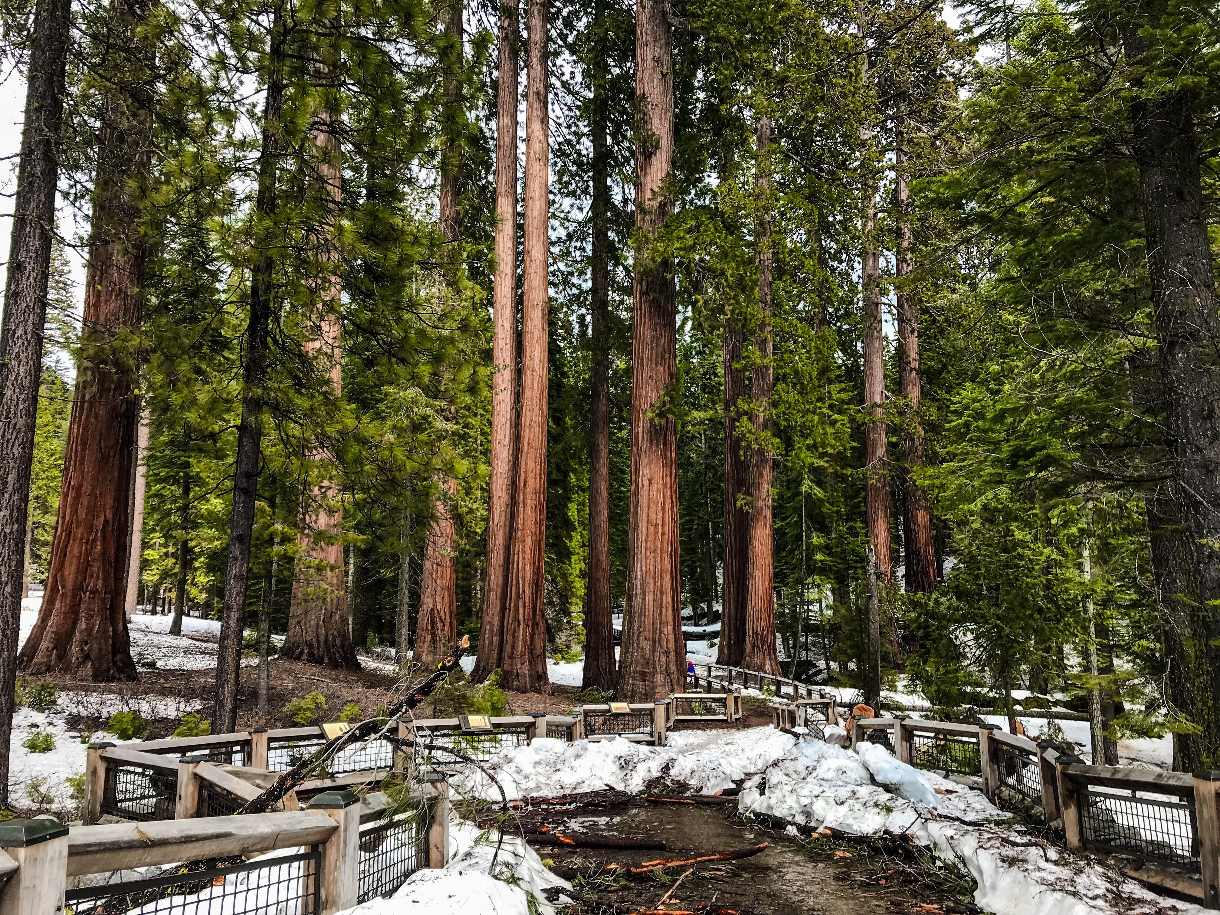 Mariposa Grove, 4/2/19 | Scrolller