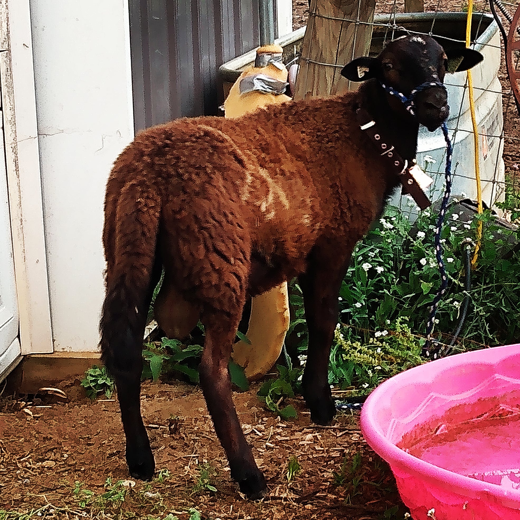 Marley the beginning of my Katahdin [sheep] herd! His ladies arrive Sunday [livestock] | Scrolller