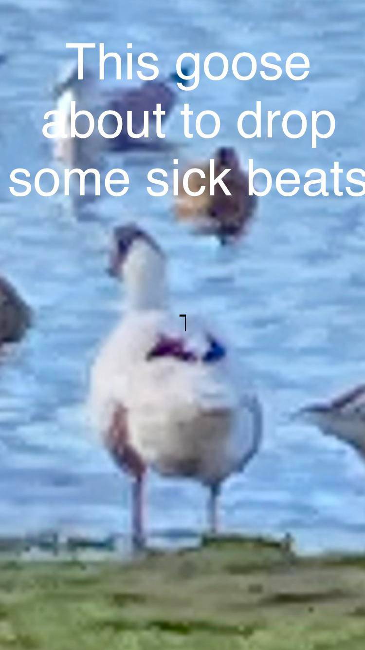 Marshmallow Goose | Scrolller