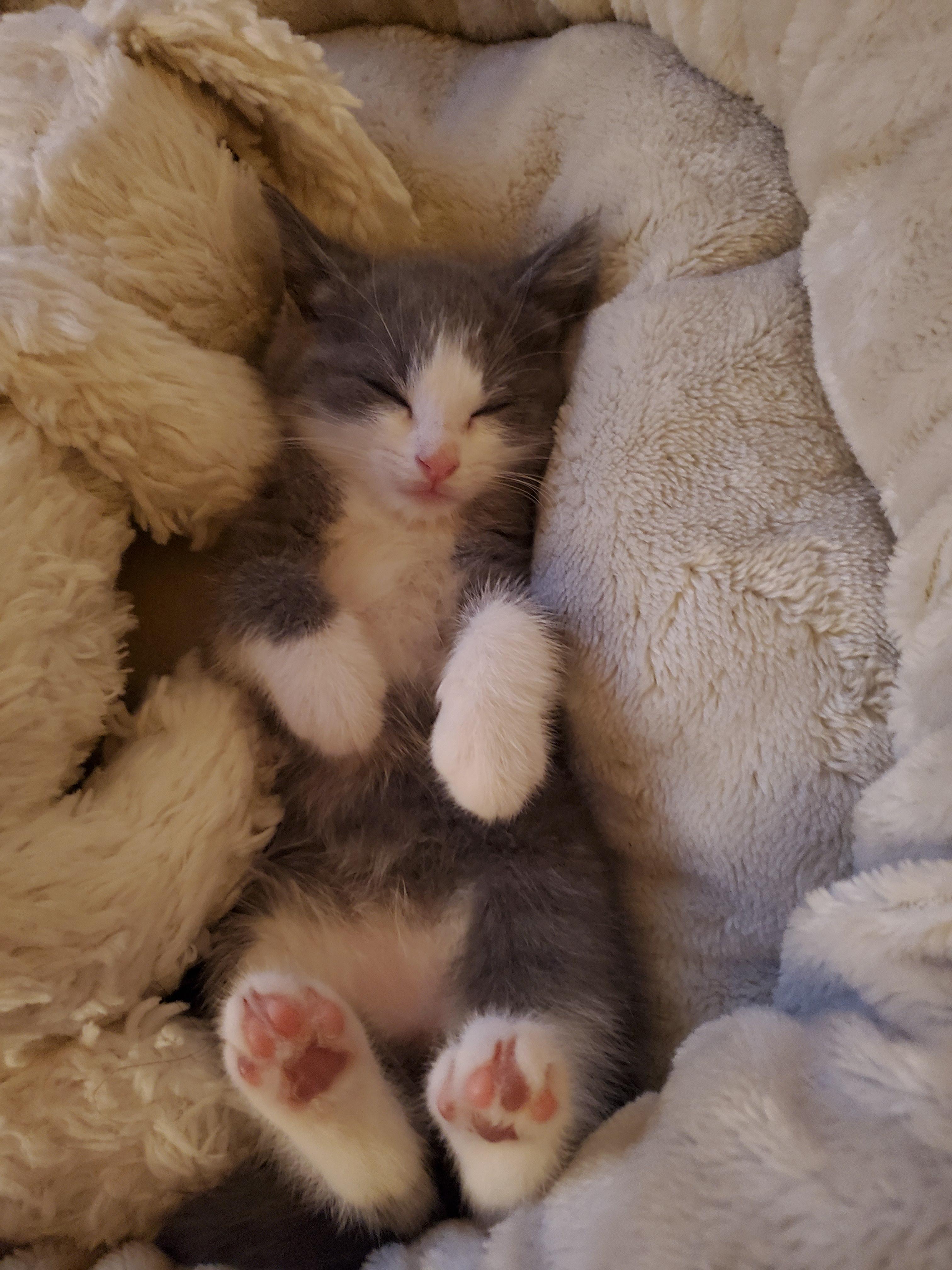 Maru with her stuffed bunny ♡ | Scrolller