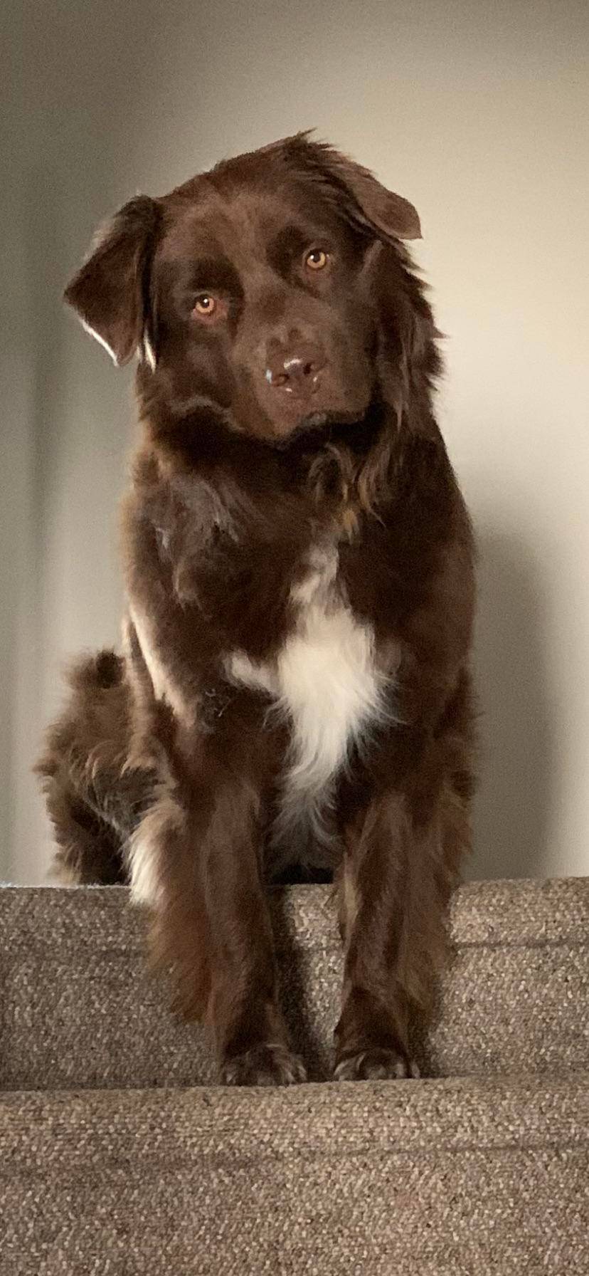 Mason, my 90lbs Aussie. | Scrolller