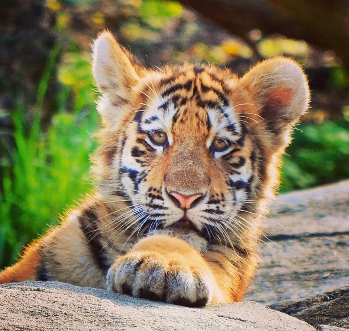 Massive Paw | Scrolller