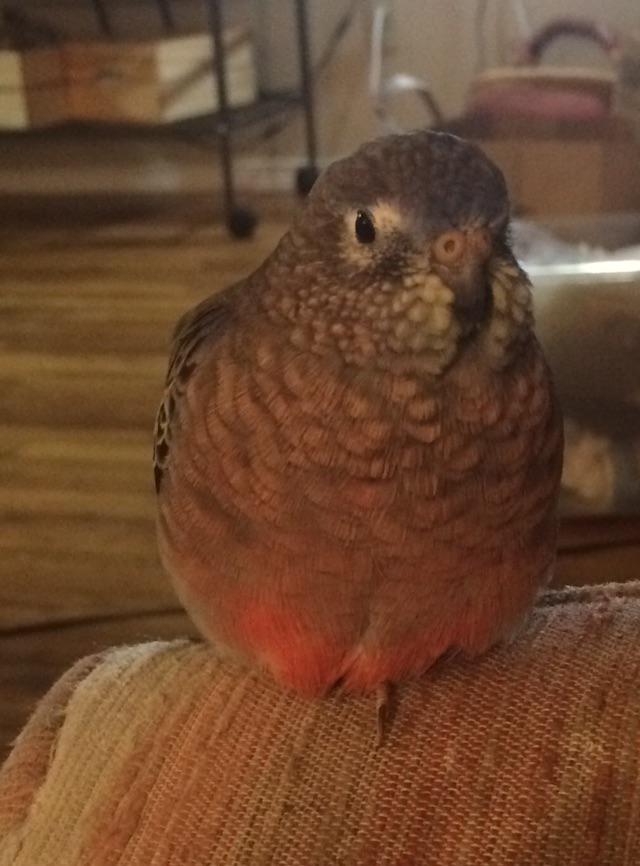 Matilda my precious borb | Scrolller