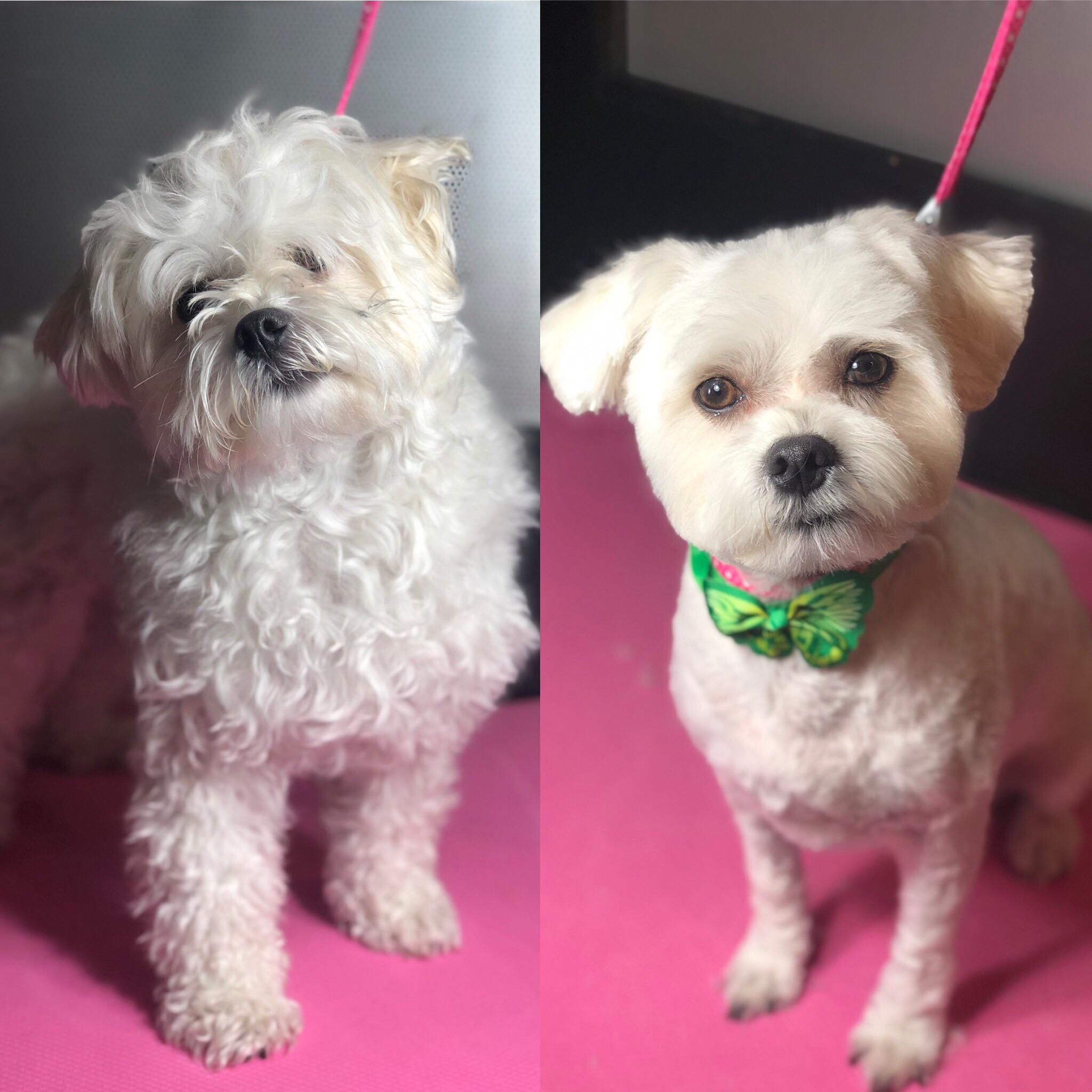 Maurice: before and after his desperately needed grooming | Scrolller