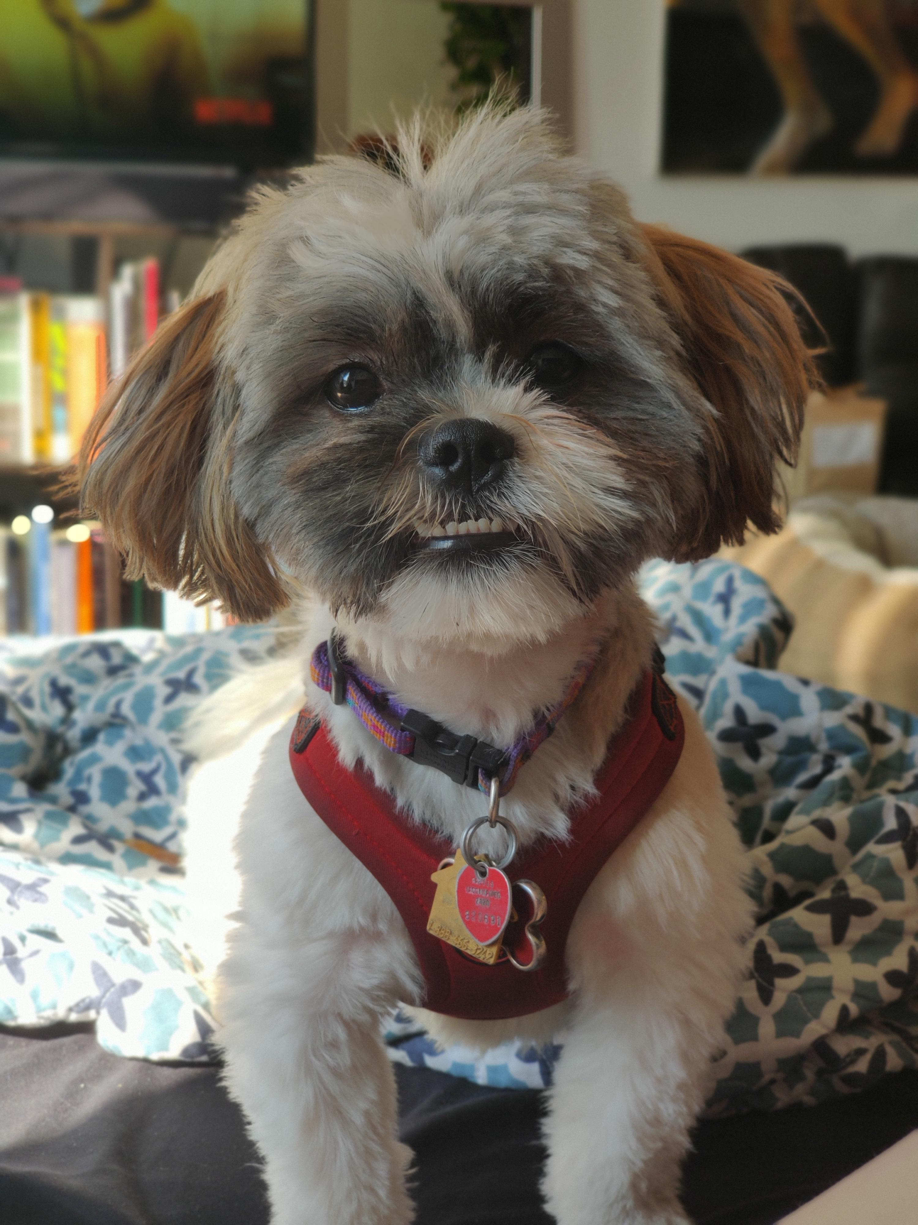 Maxwell's first post-Quarantine groom! | Scrolller