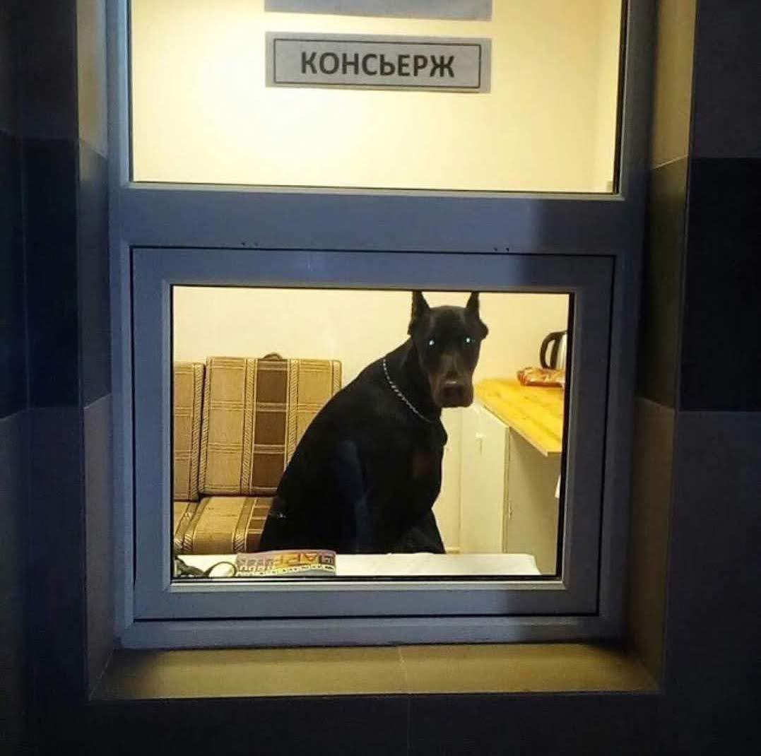 May i help you sir? | Scrolller