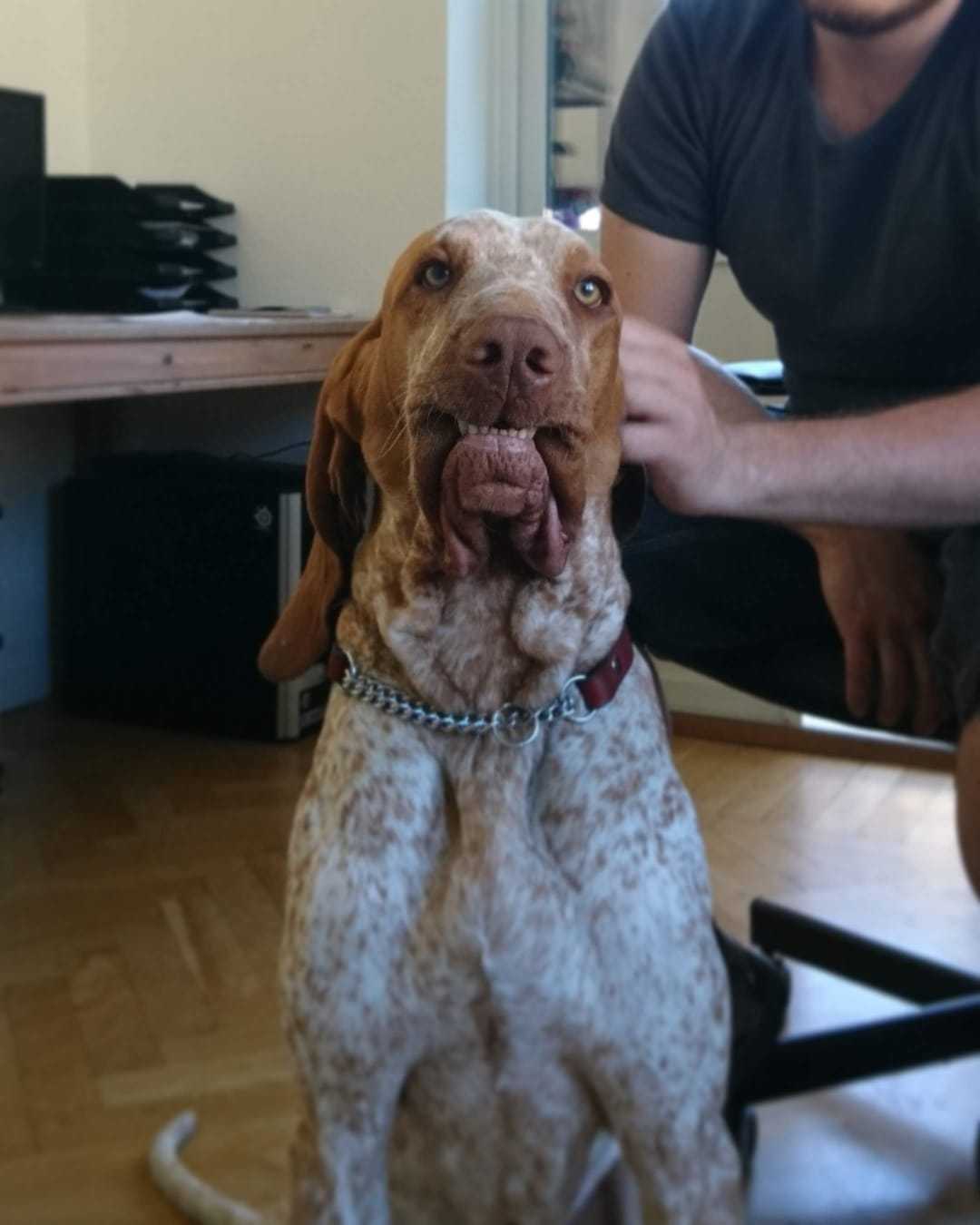 May I present, my elegant and noble dog. | Scrolller