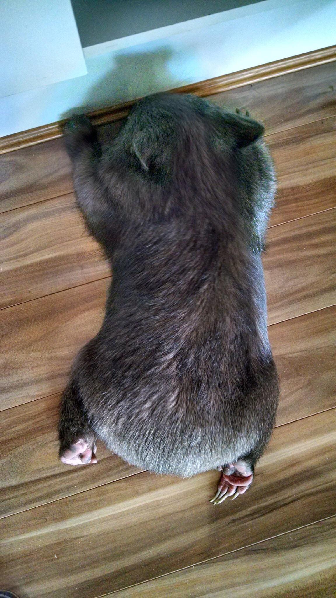 May I present the wombat sploot | Scrolller