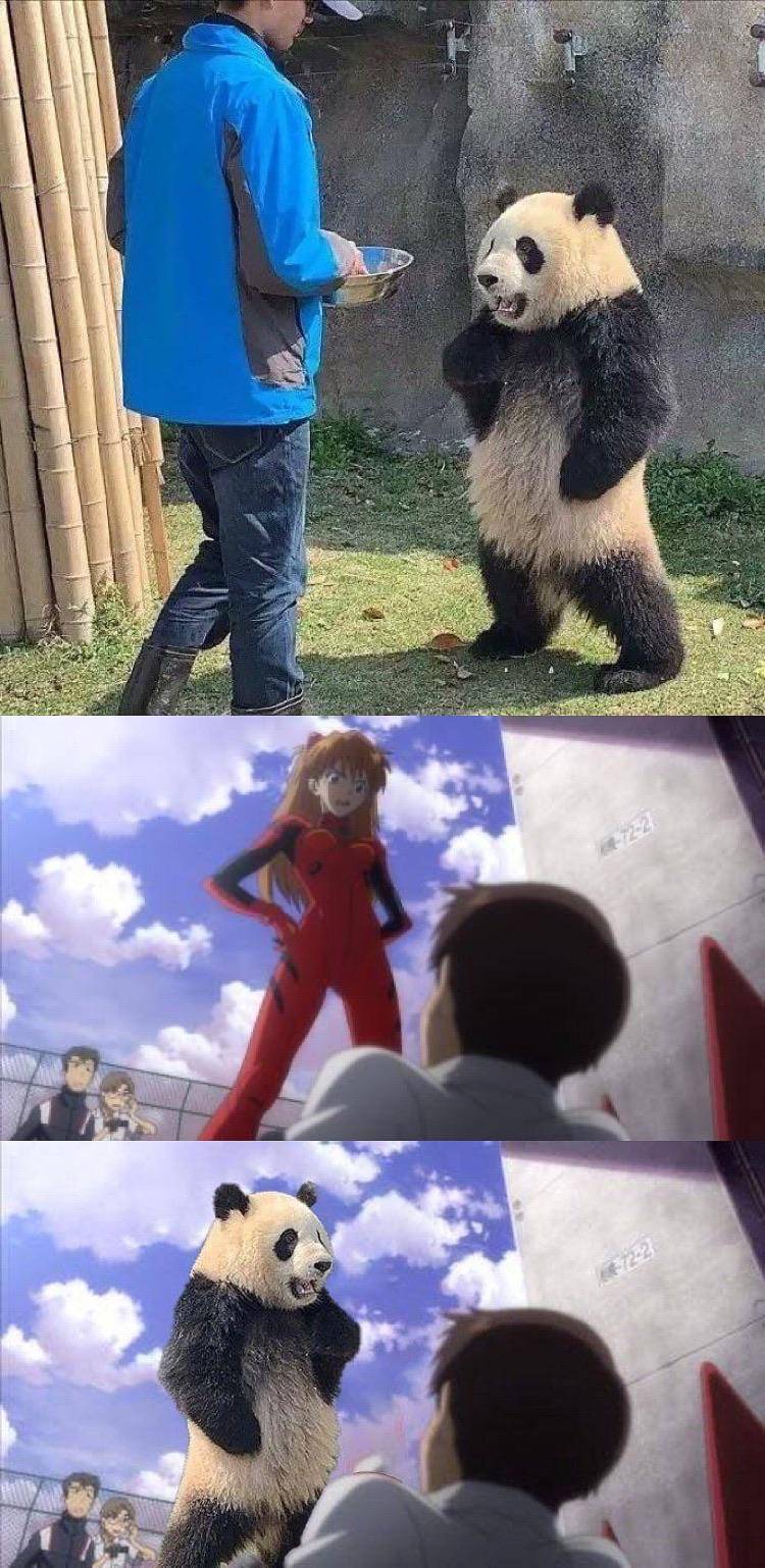 maybe Asuka is a panda | Scrolller