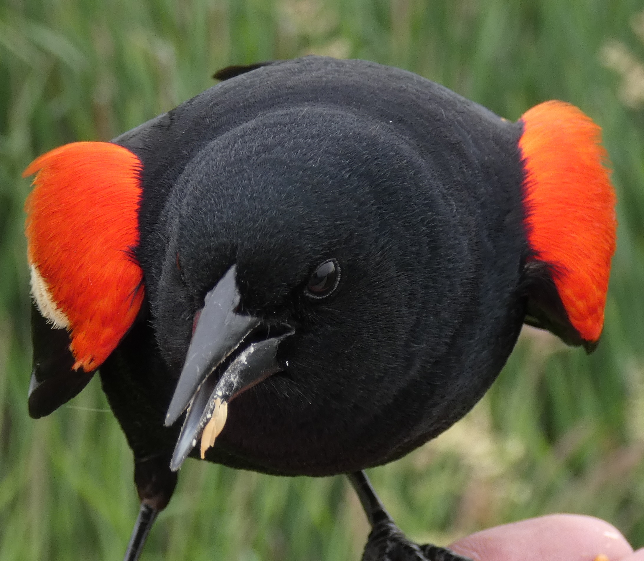 Mean-mugging red winged blackbird | Scrolller