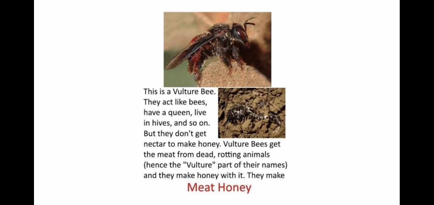 MEAT HONEY VULTURE BEES | Scrolller